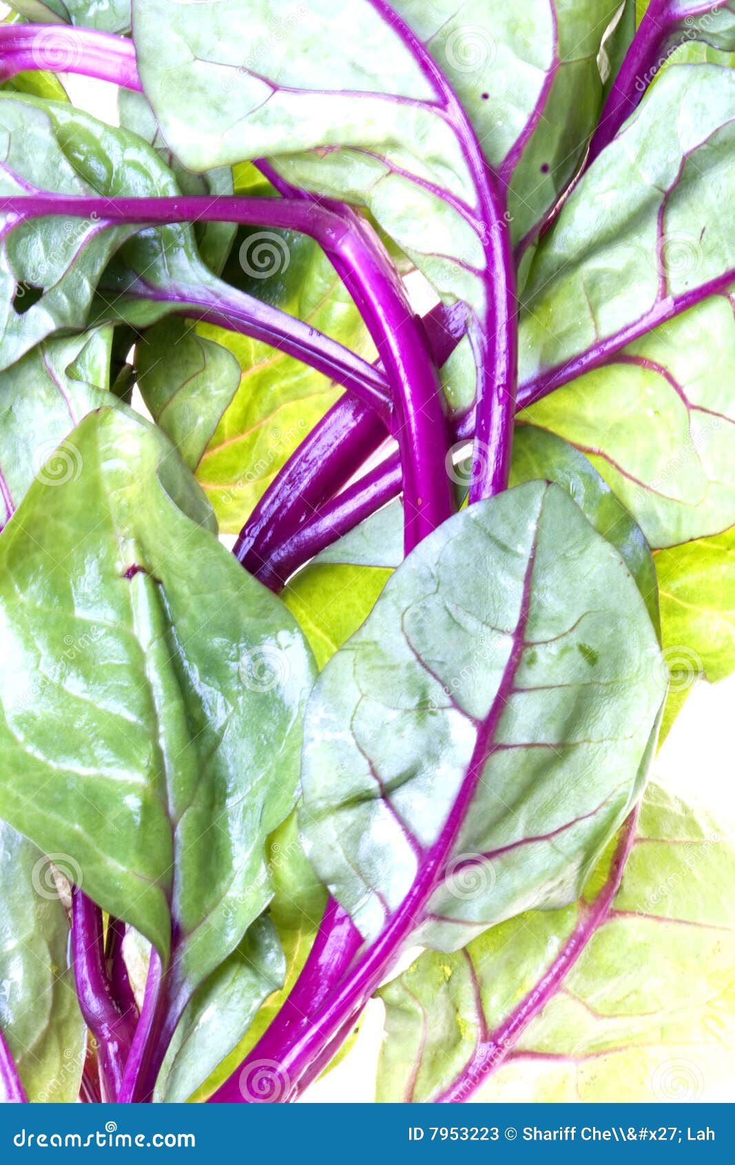 Emperor Vegetable Isolated stock image. Image of plants - 7953223