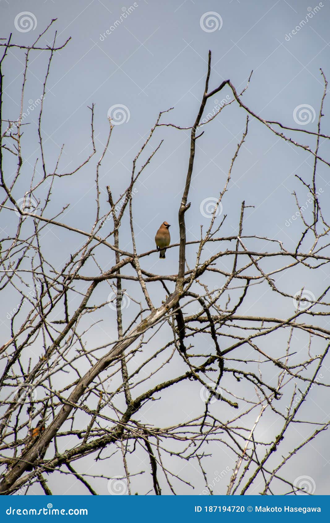 Emperramento De Cedro De Cedro No Galho. Foto de Stock - Imagem de seda ...