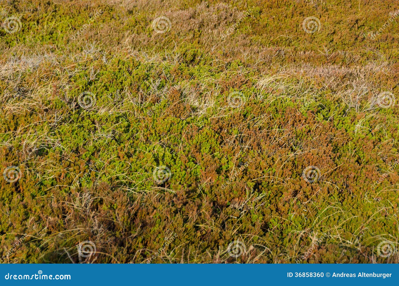 Empetrum or crowberry stock photo. Image of natural, empetrum - 36858360