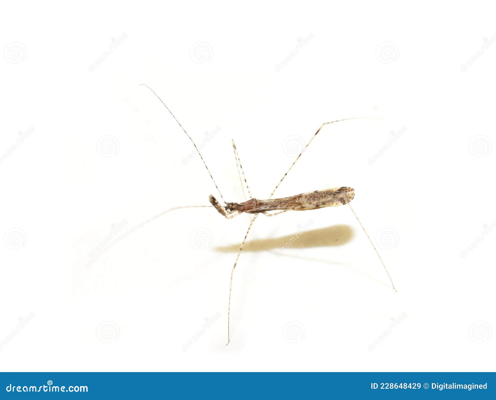 Empicoris Vagabundus Common Thread-legged Assassin Bug Stock Image ...