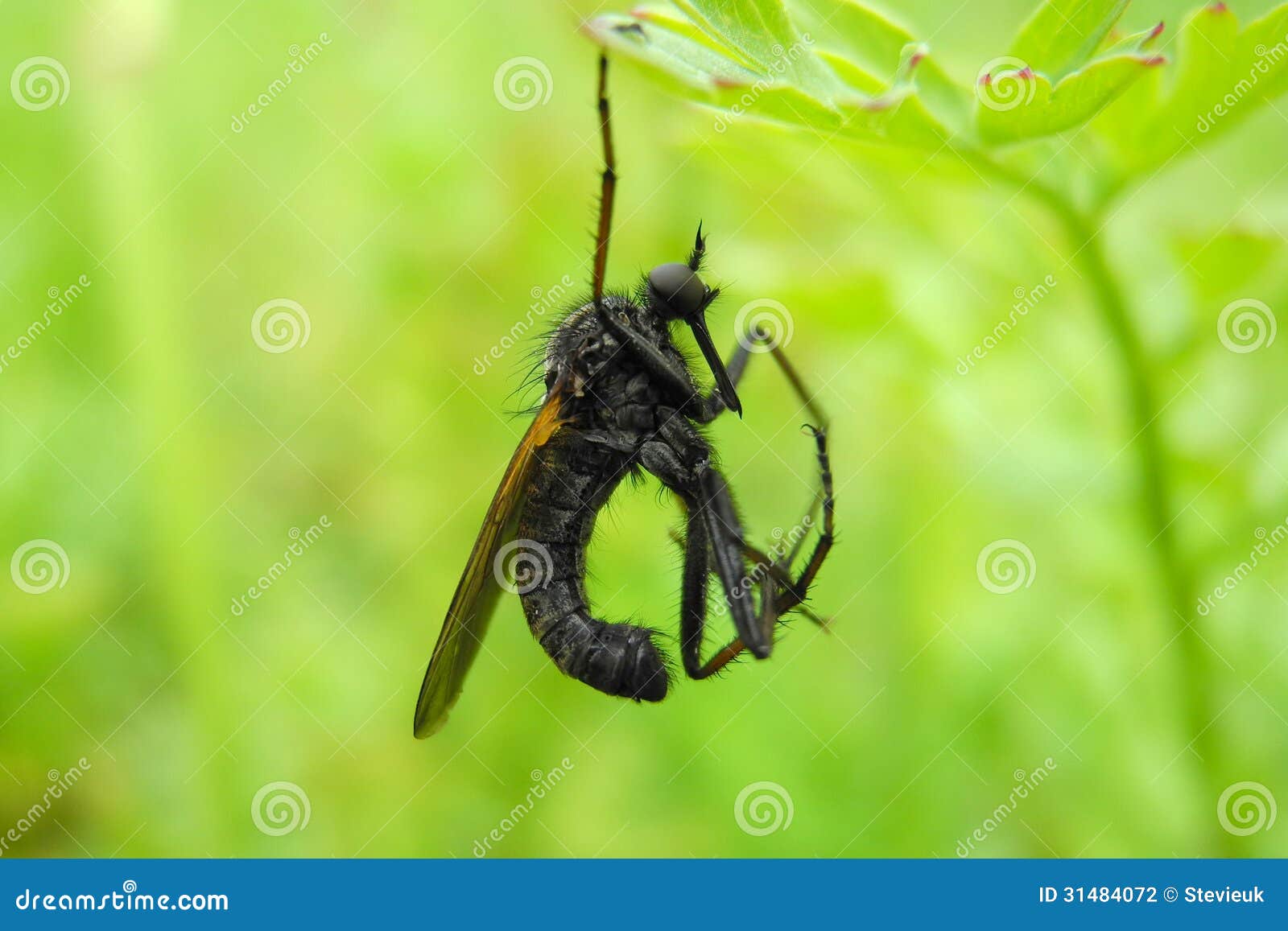 Empid fly stock photo. Image of black, empid, insects - 31484072