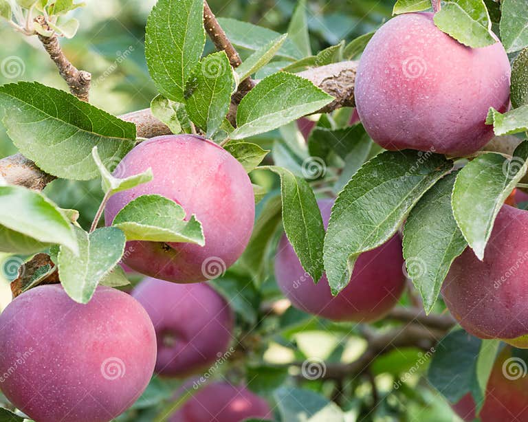 Empire Apples in the Apple Tree Stock Photo - Image of agriculture ...