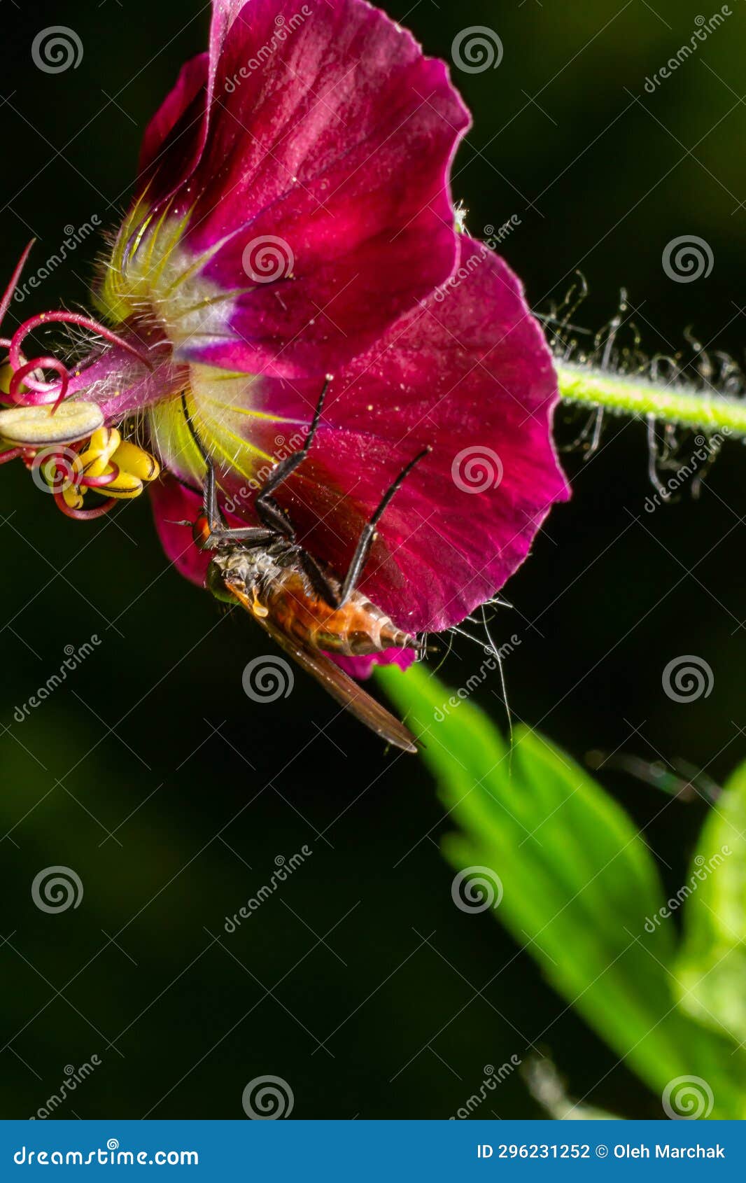 Empis Tesselata Dance Fly on a Plant Stock Photo - Image of macro ...