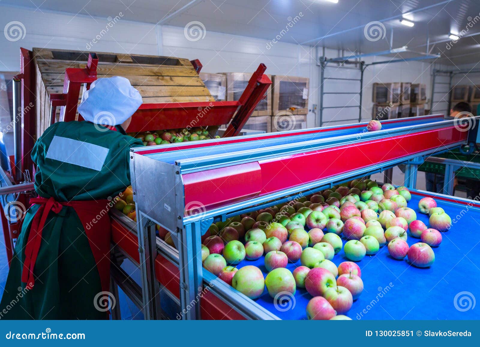 The Employee Sorts the Fresh Ripe Apples on the Sorting Line. Pr Stock ... The Employee Sorts the Fresh Ripe Apples on the Sorting Line. Pr Stock ...
