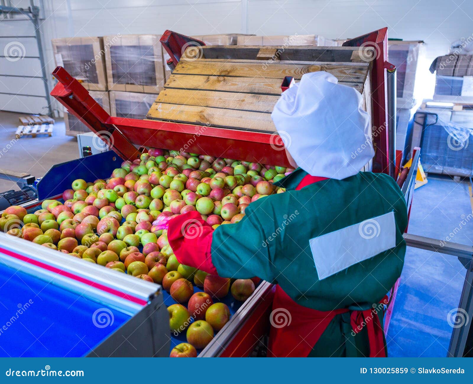 The Employee Sorts the Fresh Ripe Apples on the Sorting Line. Pr ... The Employee Sorts the Fresh Ripe Apples on the Sorting Line. Pr ...