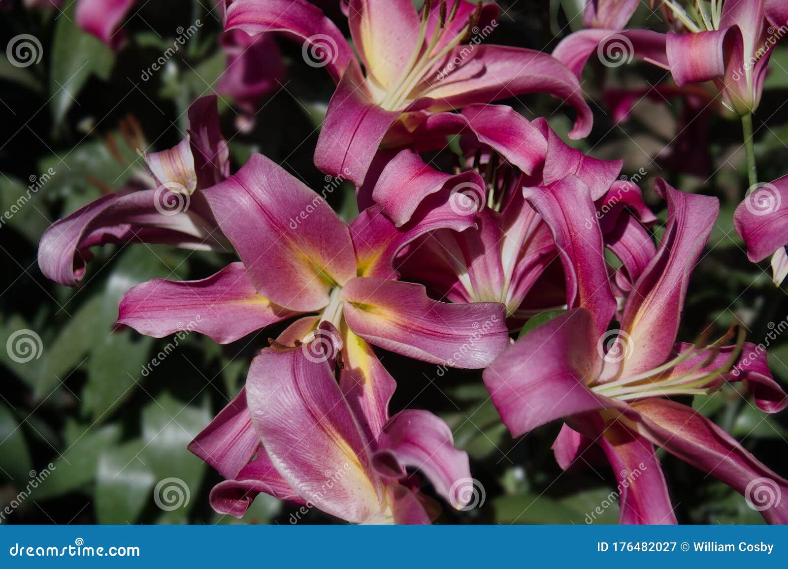850_4496 stock image. Image of bouquet, tall, bright - 176482027