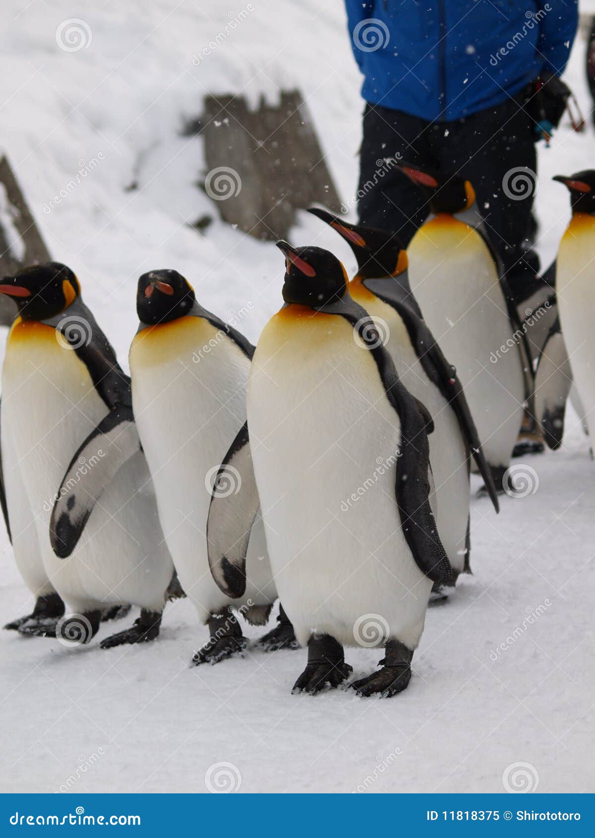 Emporer Penguin stock image. Image of walking, japan - 11818375