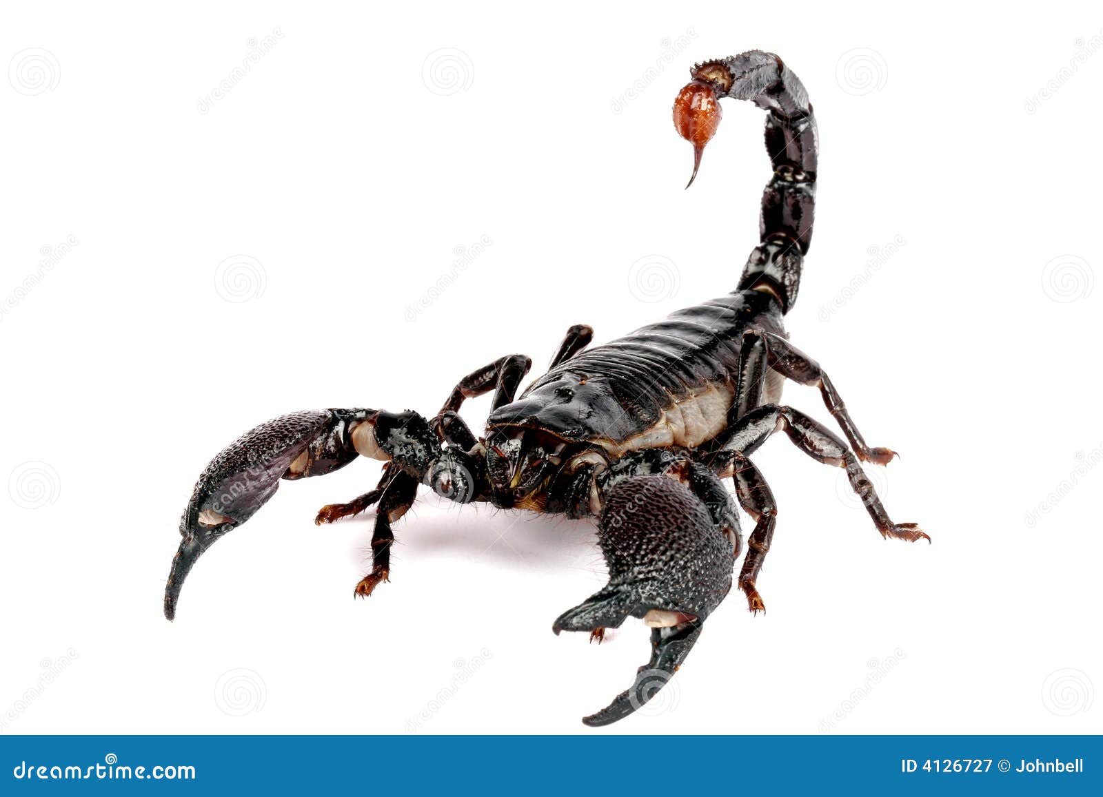 Emporer Scorpion (Pandinus Imperator) Stock Image - Image of animal ...