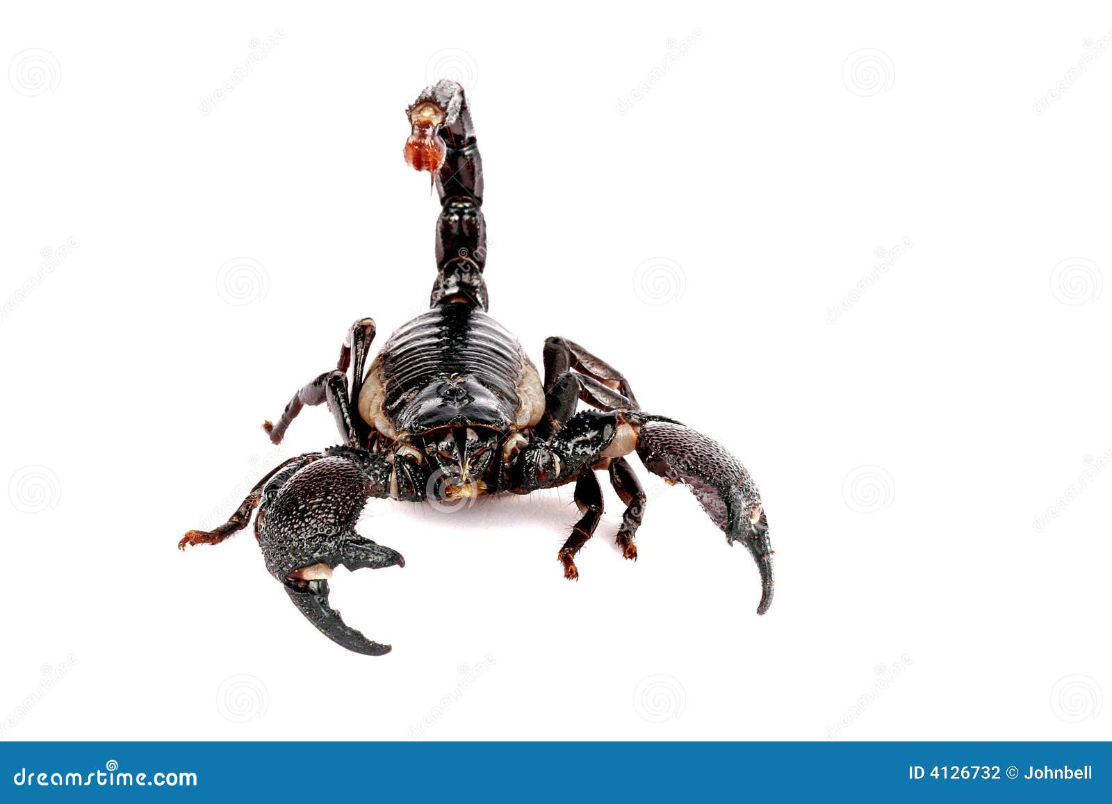 Emporer Scorpion (Pandinus Imperator) Stock Photo - Image of stinger ...