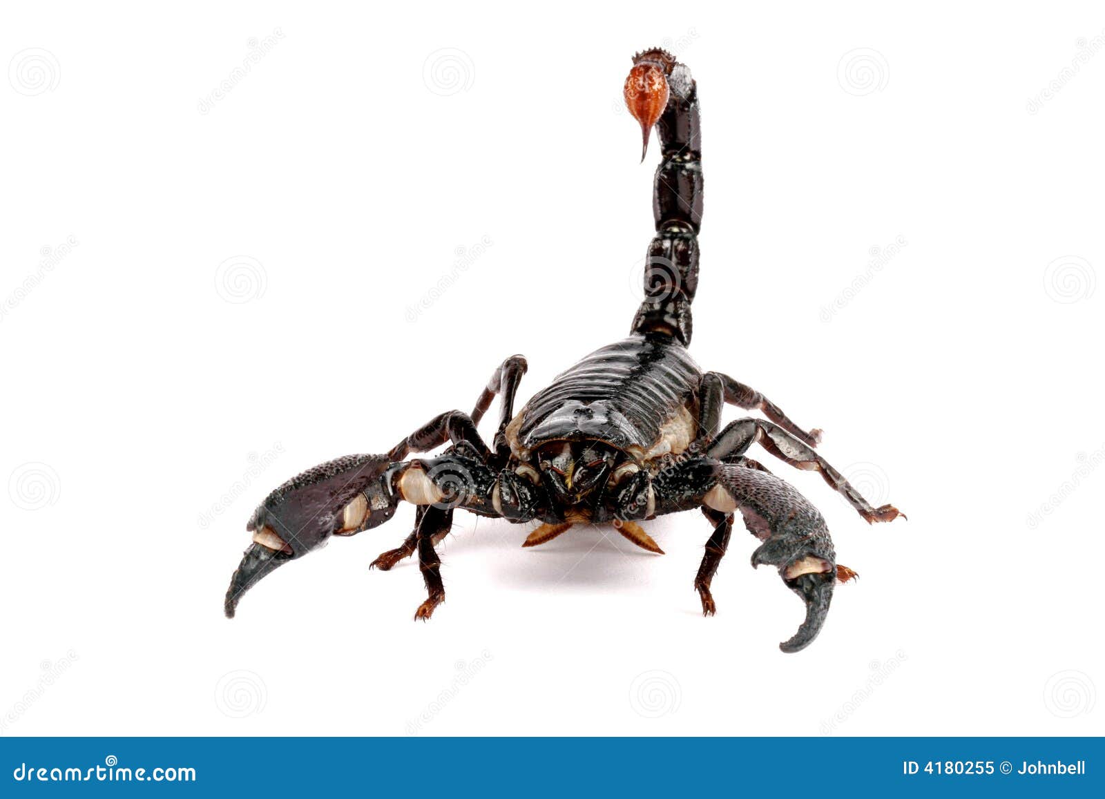 Emporer Scorpion (Pandinus Imperator) Stock Image - Image of scary ...