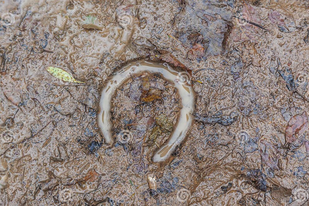 Empreinte de pas de cheval image stock. Image du mulet - 82830241