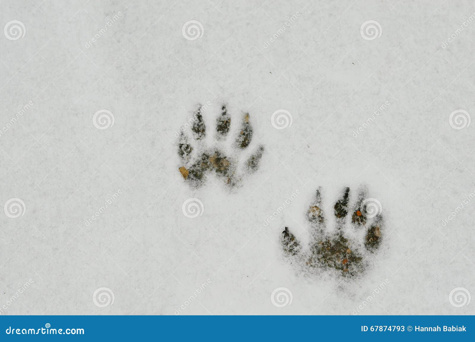 Empreintes De Pas De Raton Laveur Dans La Neige Image stock - Image du ...