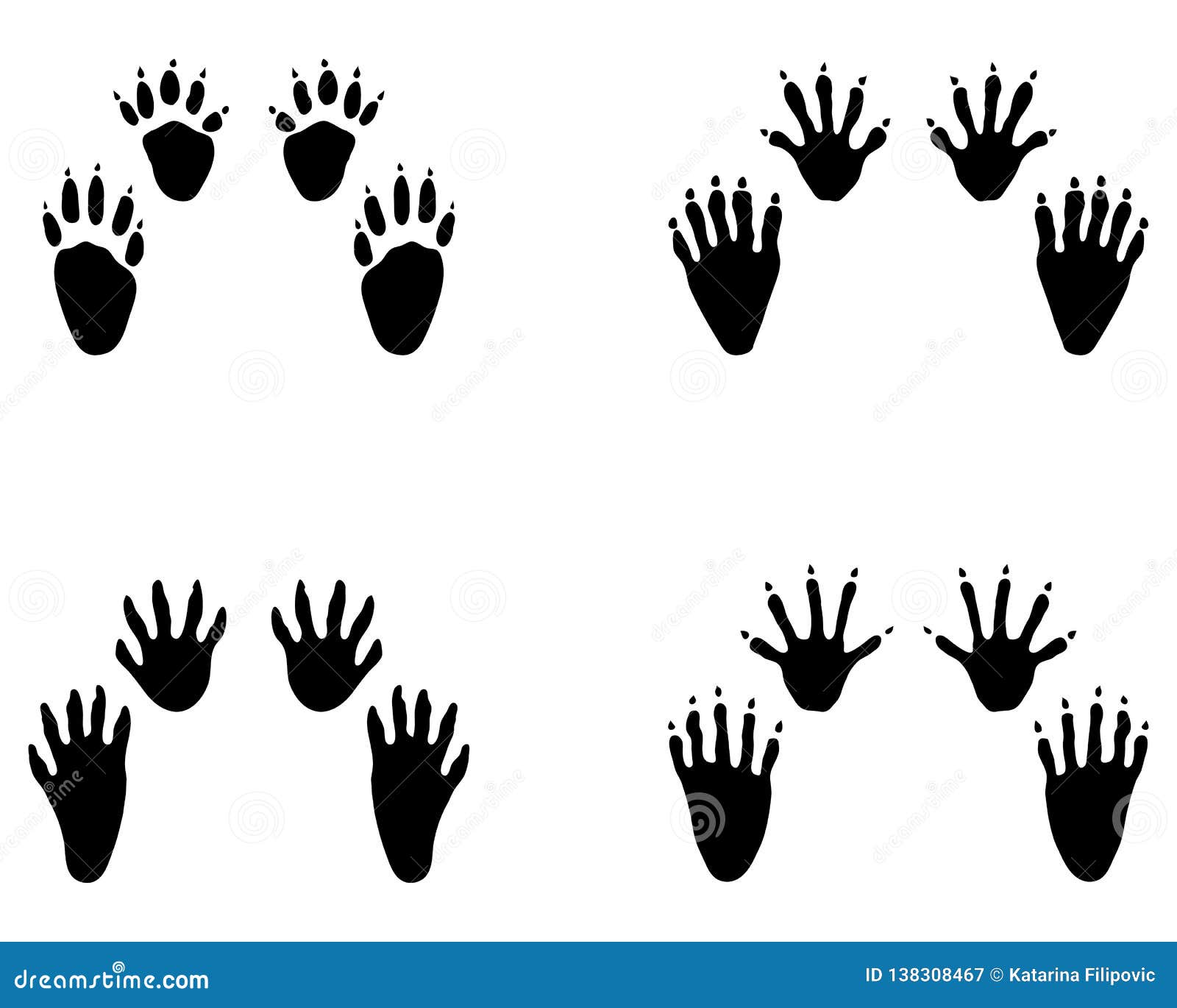 Empreintes De Pas Noires De Raton Laveur Illustration Stock ...