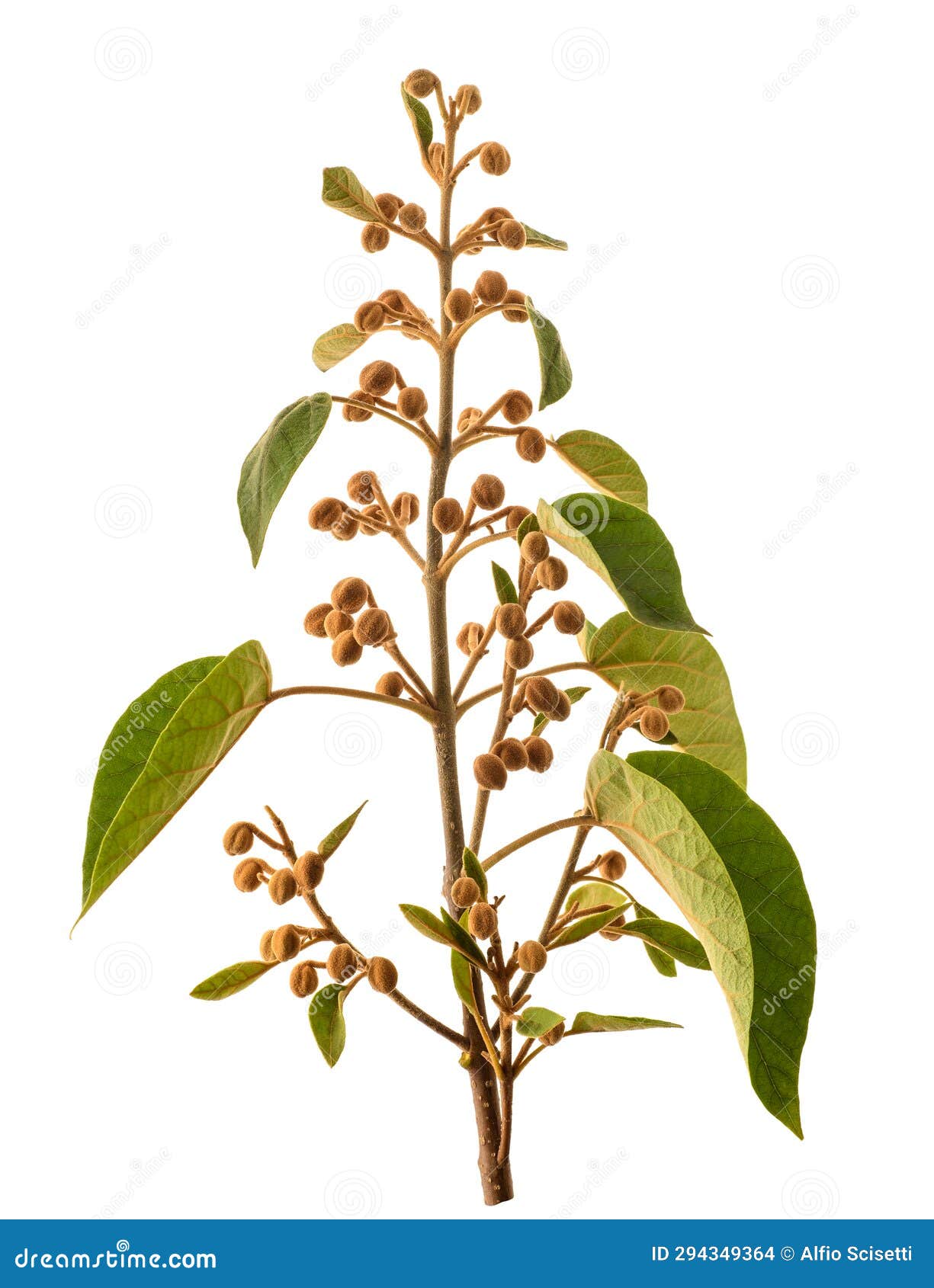 Princesstree, Foxglove, Empress Tree, Kiri, Paulownia Tomentosa Fruit ...