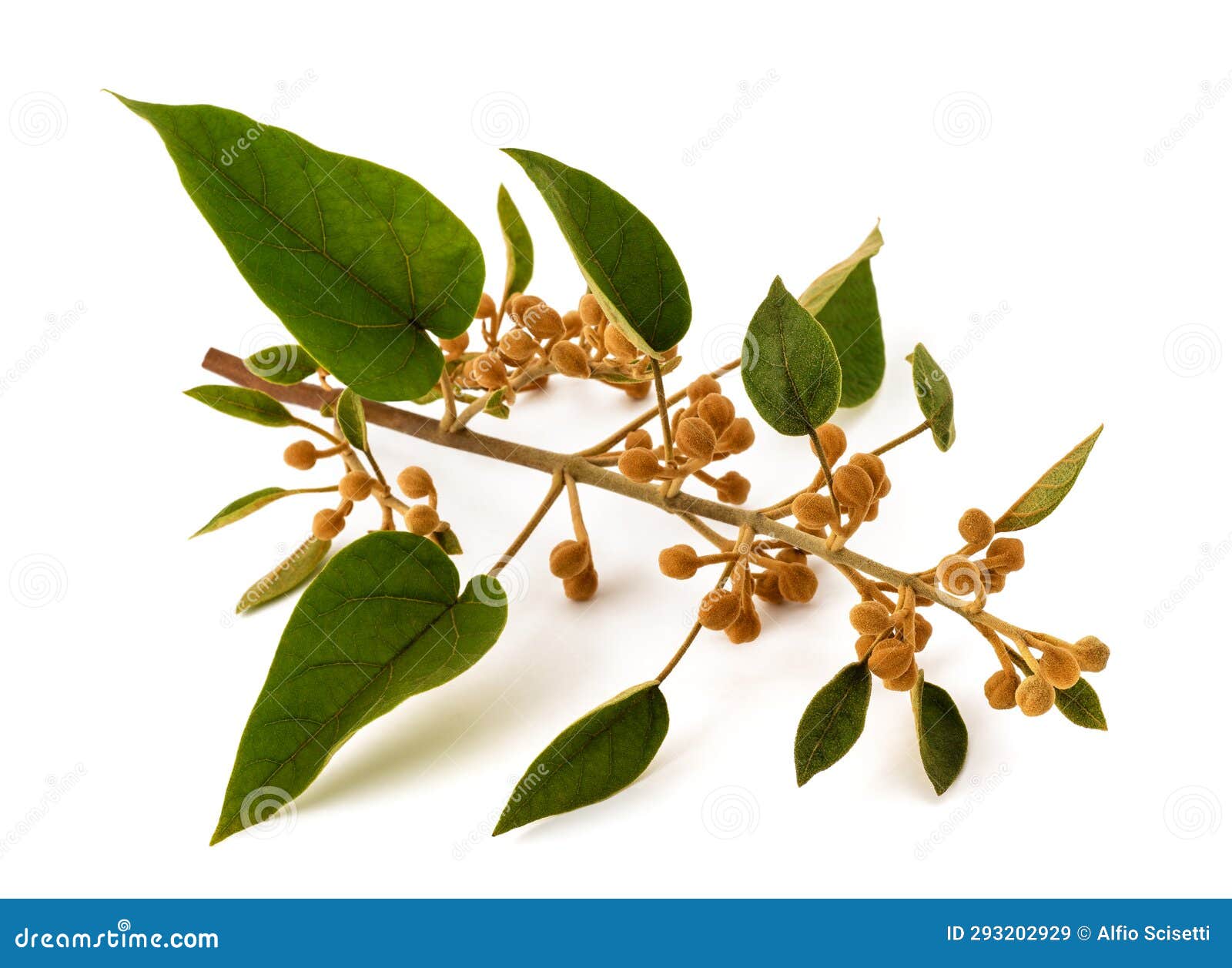 Princesstree, Foxglove, Empress Tree, Kiri, Paulownia Tomentosa Fruit ...