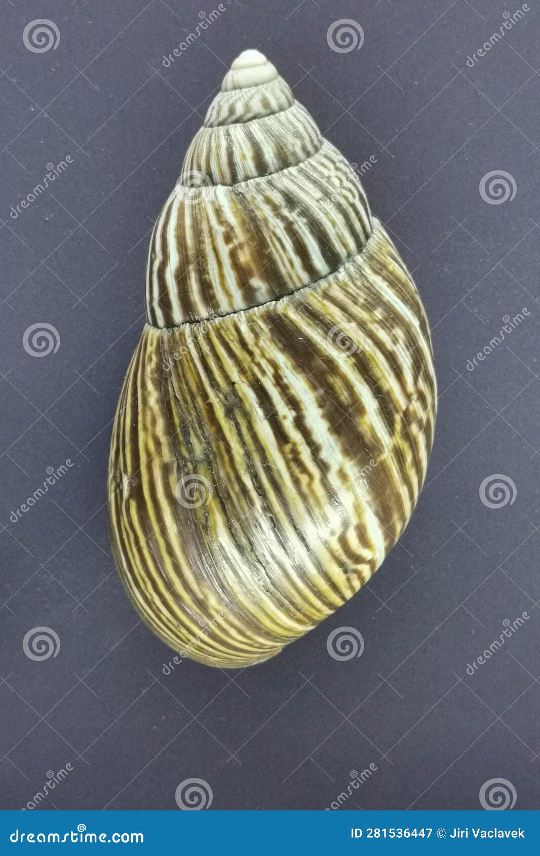 Empty Achatina Shell Isolated Stock Image - Image of achatinidae ...