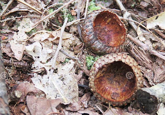 Empty Acorn Shells stock image. Image of acorn, tree - 85873923