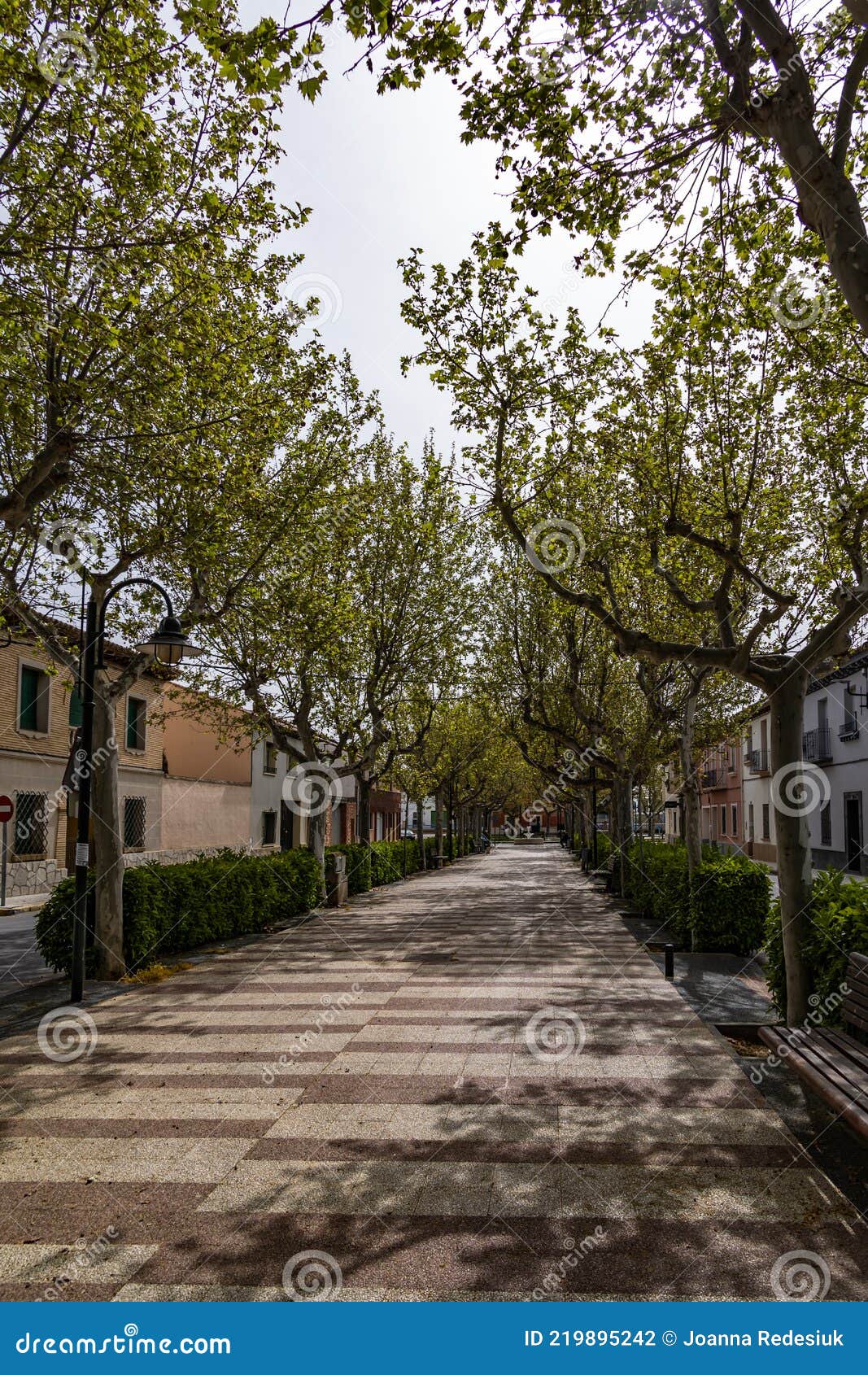 Empty Alley with Trees in a Small Spanish Town on a Spring Day Stock ...