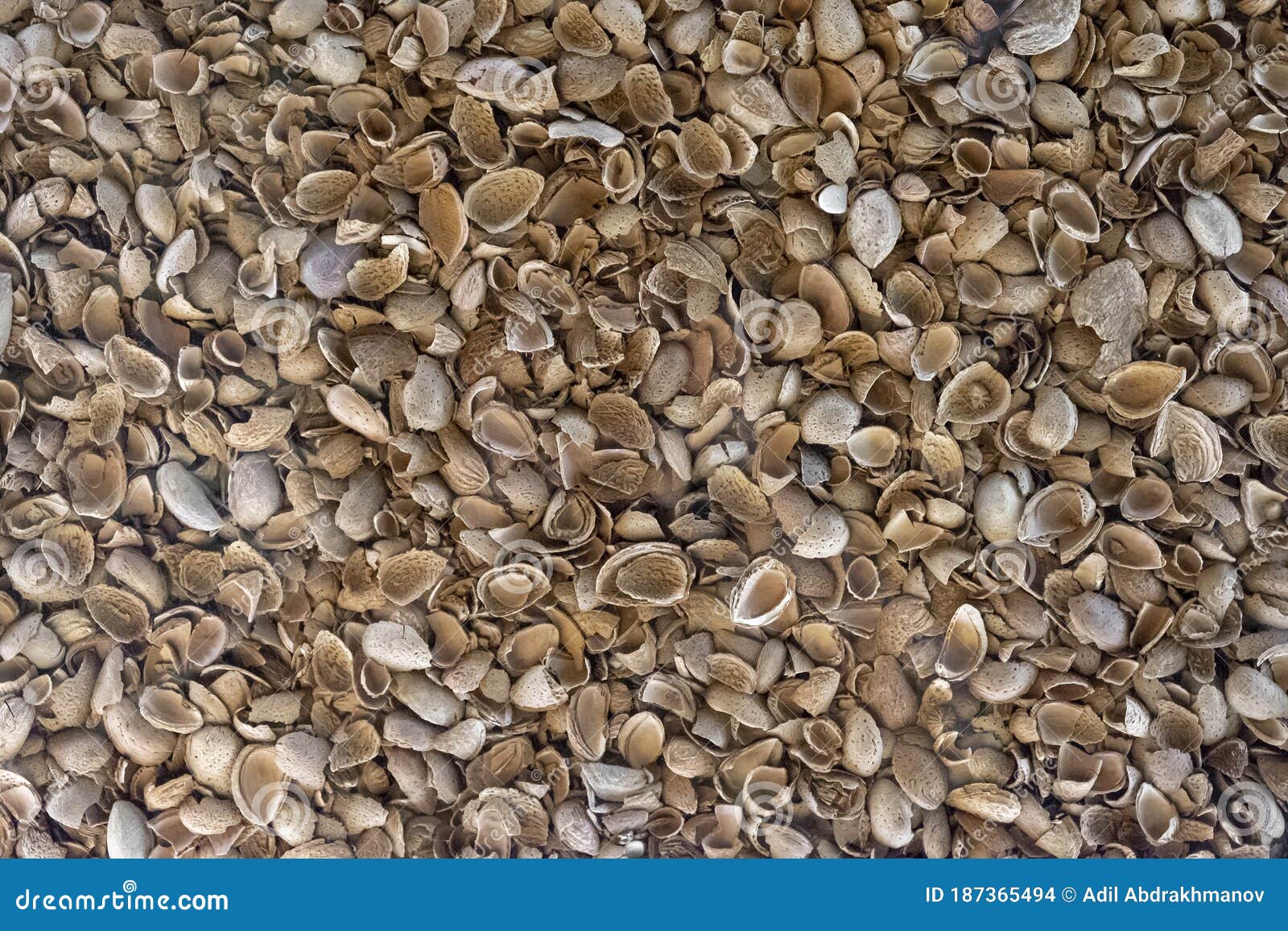 Empty Almond Shell Background. Stock Photo - Image of healthy, husk ...