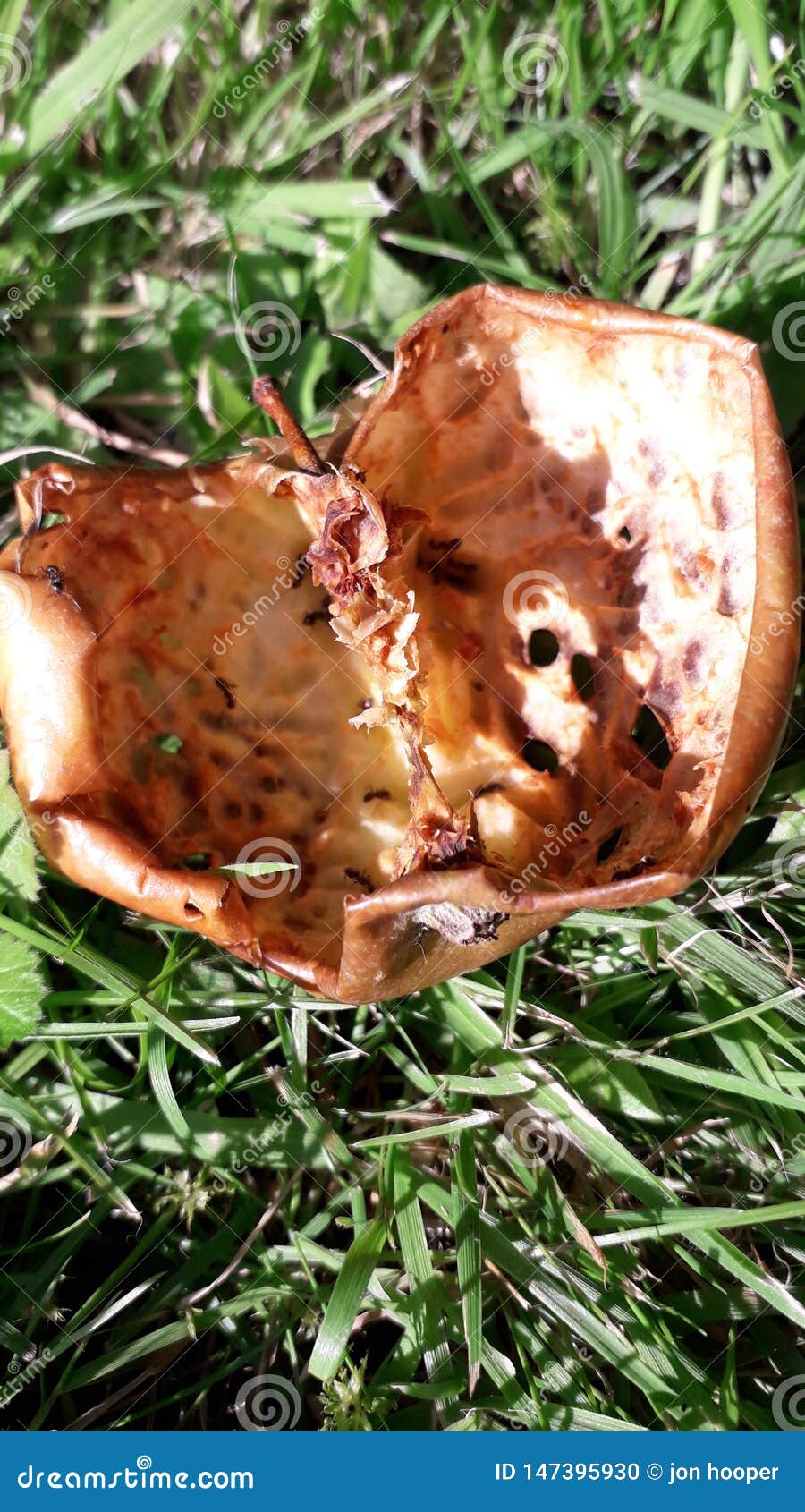 Empty apple core decay stock photo. Image of rotten - 147395930