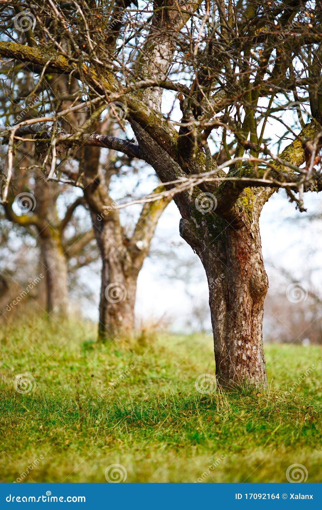 Empty Apple Trees in Late November Stock Photo - Image of agriculture ...
