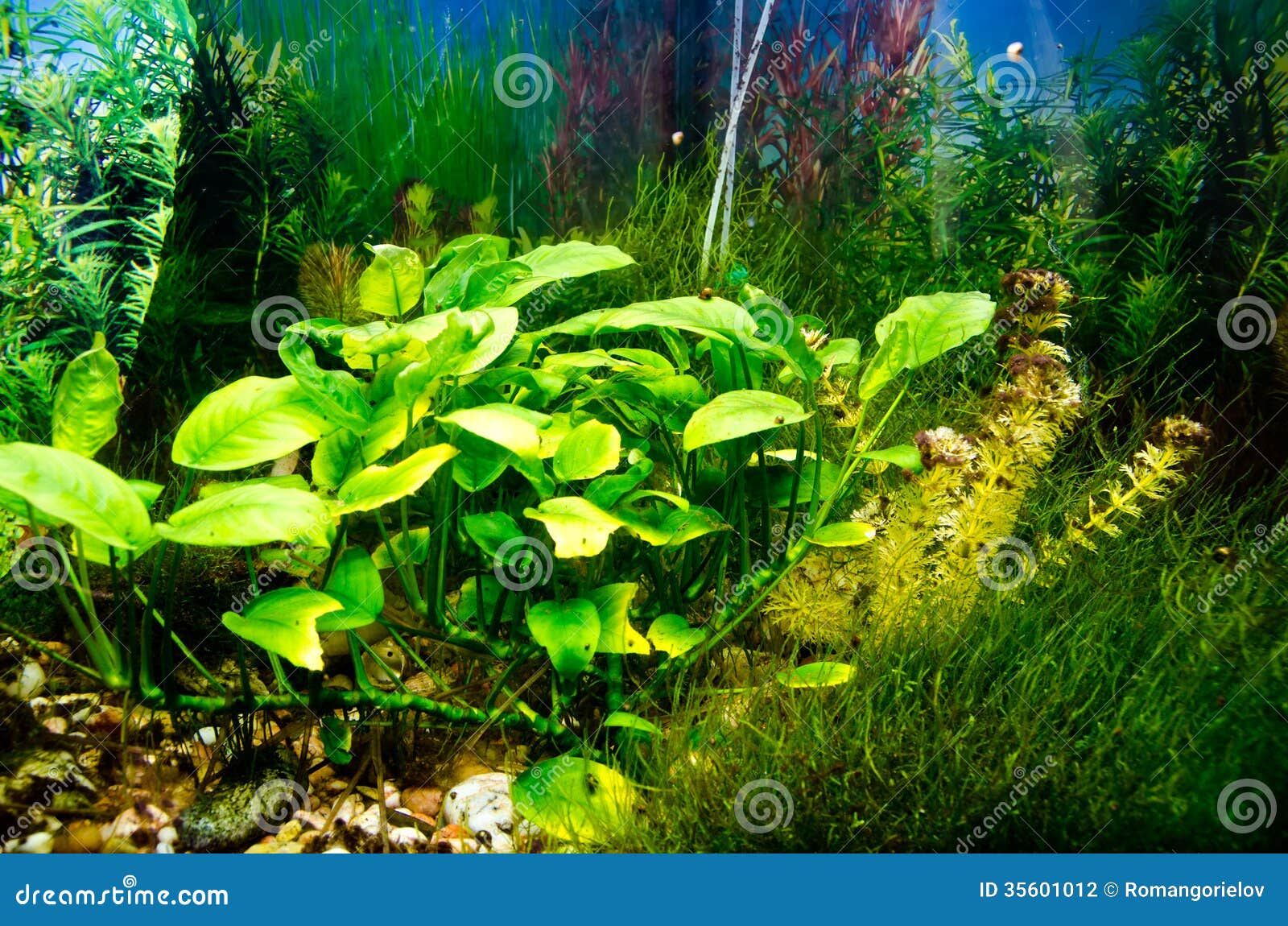 Empty aquarium stock photo. Image of green, environment - 35601012