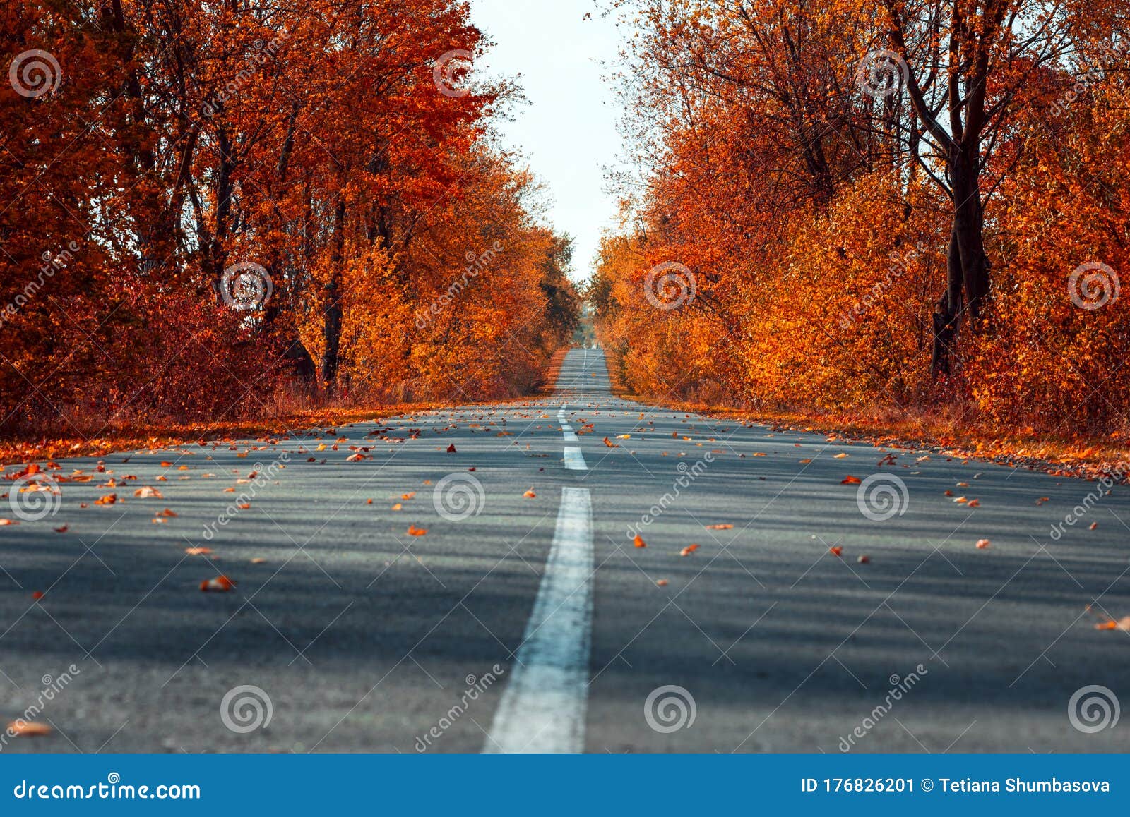 Empty Asphalt Road in Autumn Fall Forest. Autumnal Background.. Stock ...