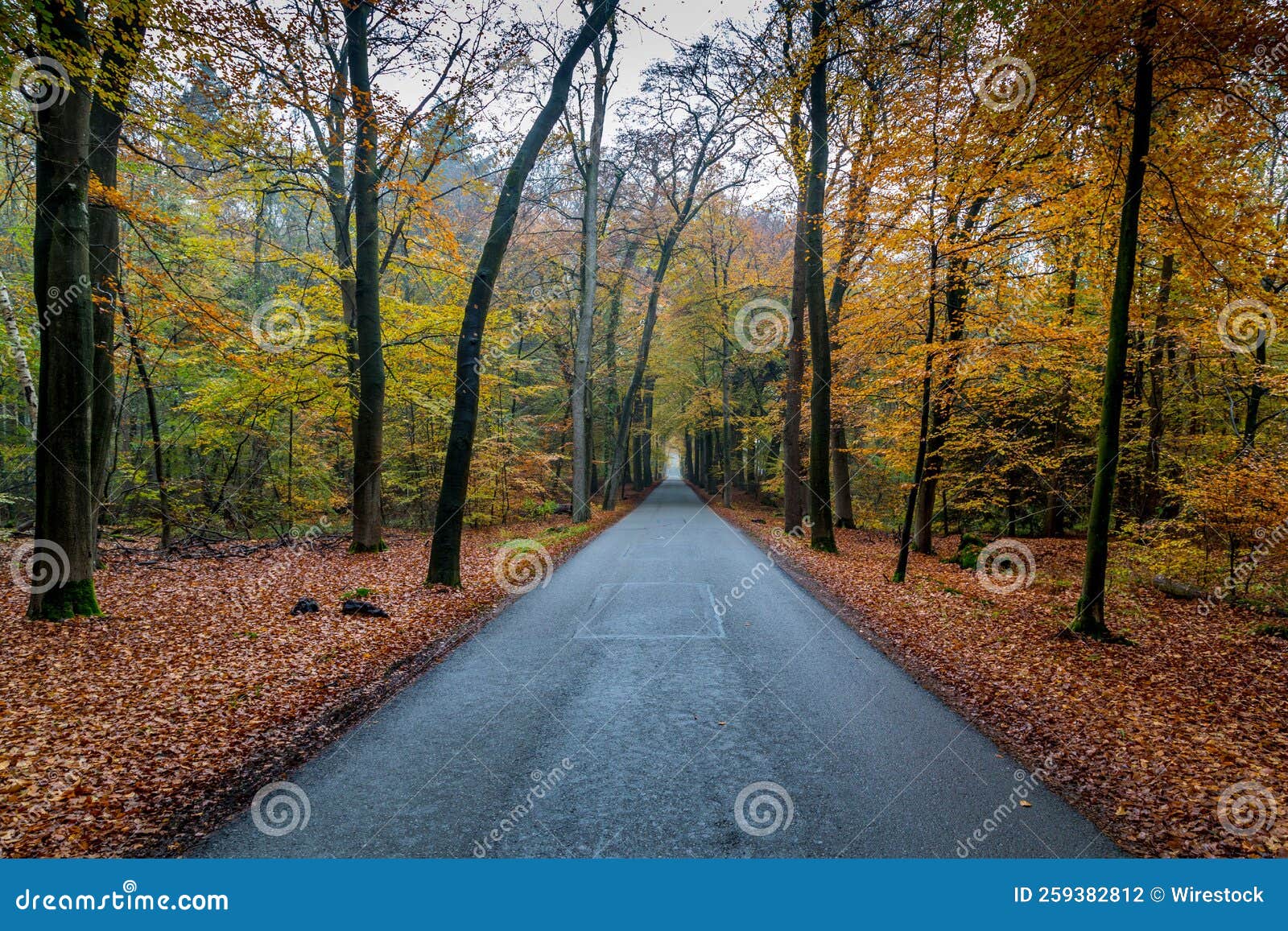 Empty Asphalt Road Passing through a Forest with Yellow Trees in Fall ...