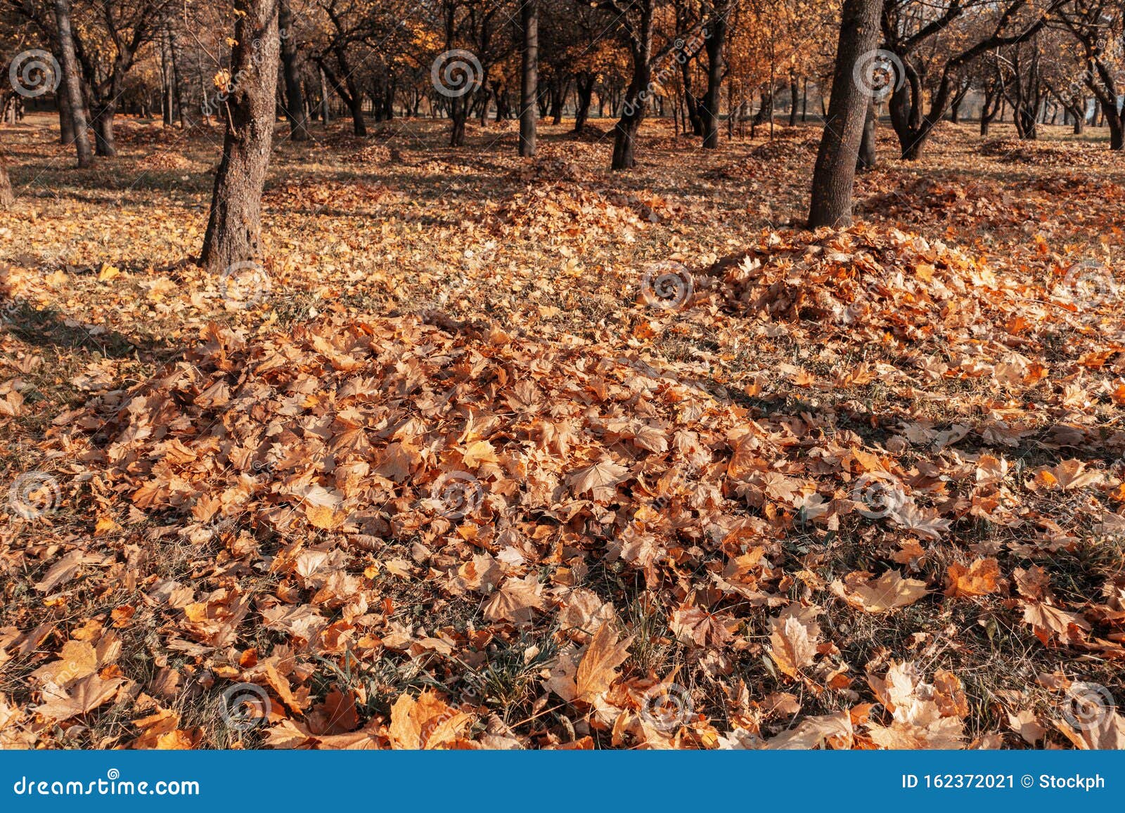 Empty Autumn Park with Yellow Fall Leaves Stock Image - Image of yellow ...