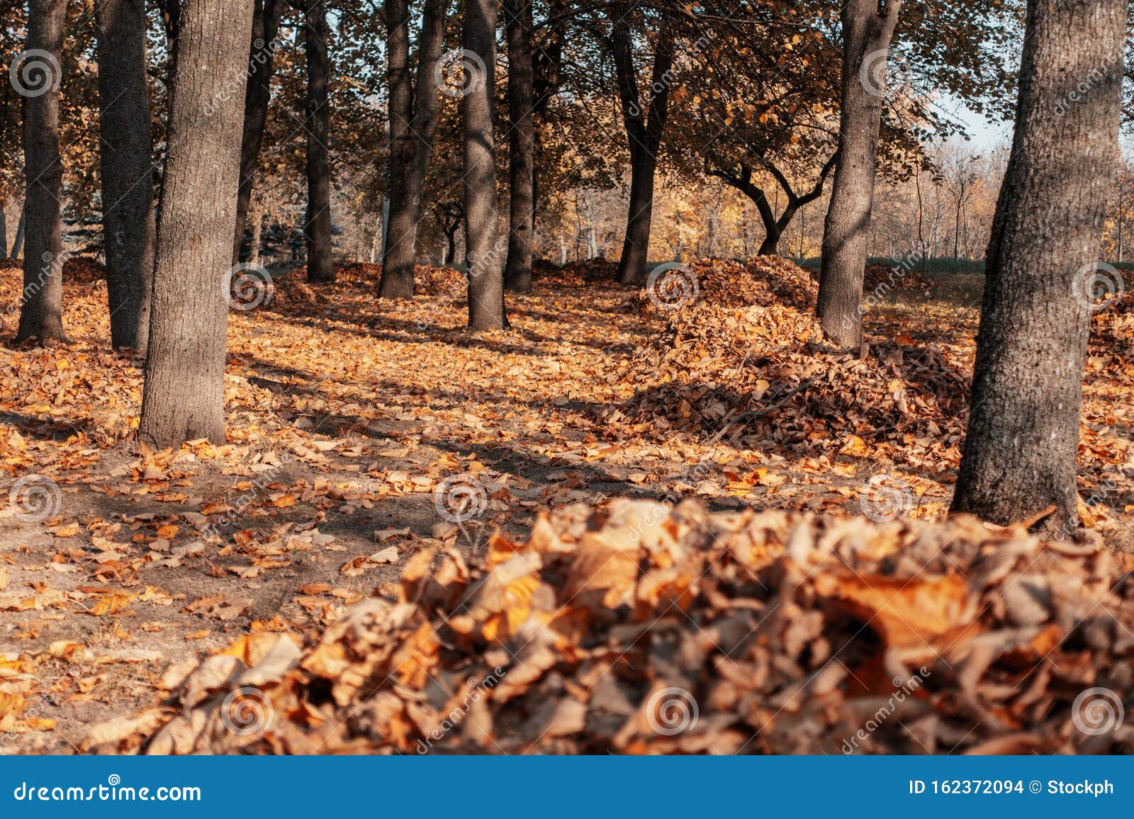 Empty Autumn Park with Yellow Fall Leaves Stock Photo - Image of ...