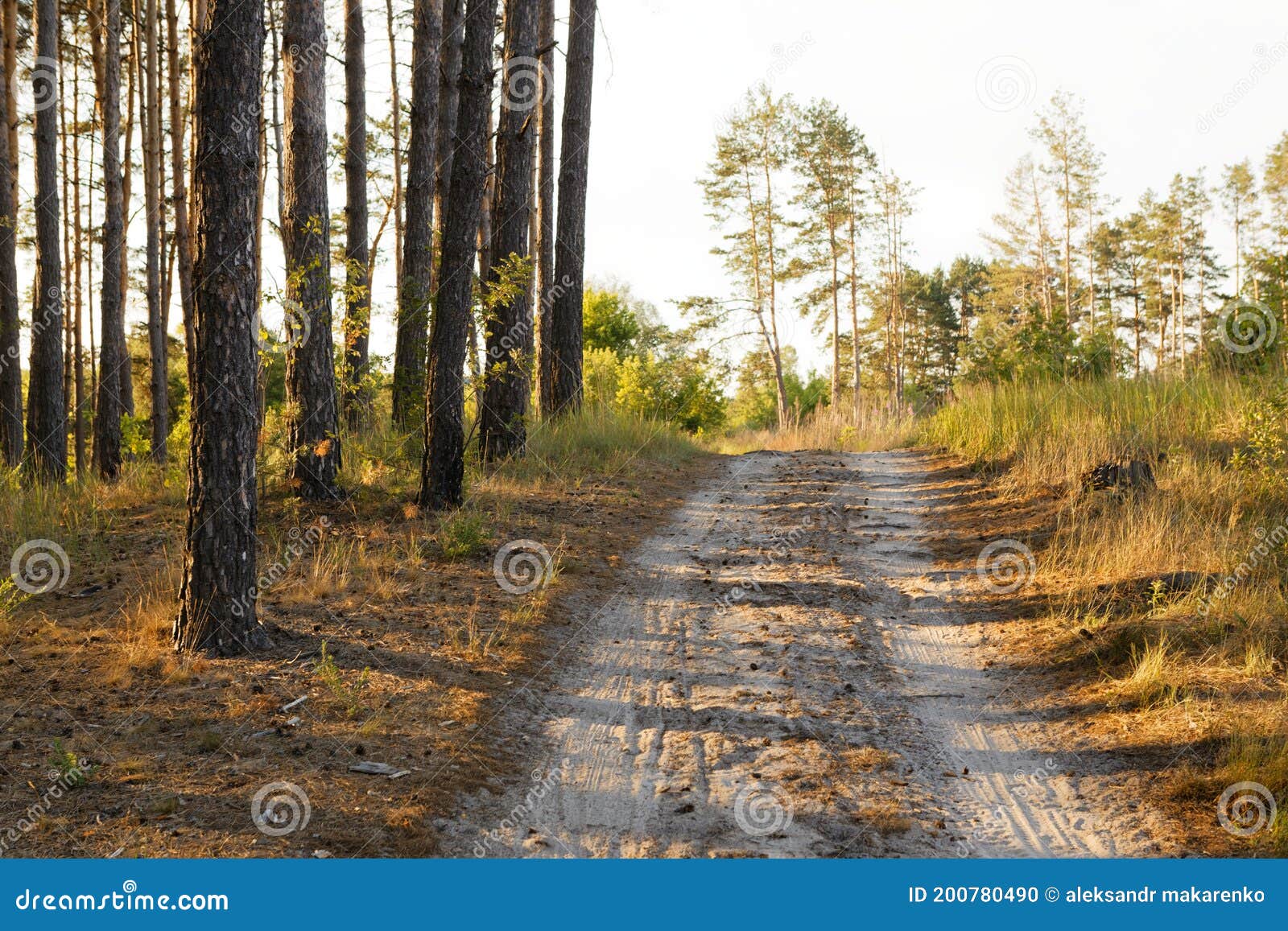 Falling, Felling Logs In Forest, With Pile Of Cut Logs And Edge Of Wood ...