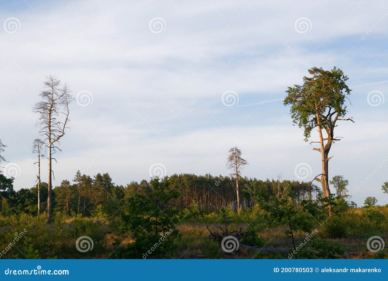 Falling, Felling Logs In Forest, With Pile Of Cut Logs And Edge Of Wood ...