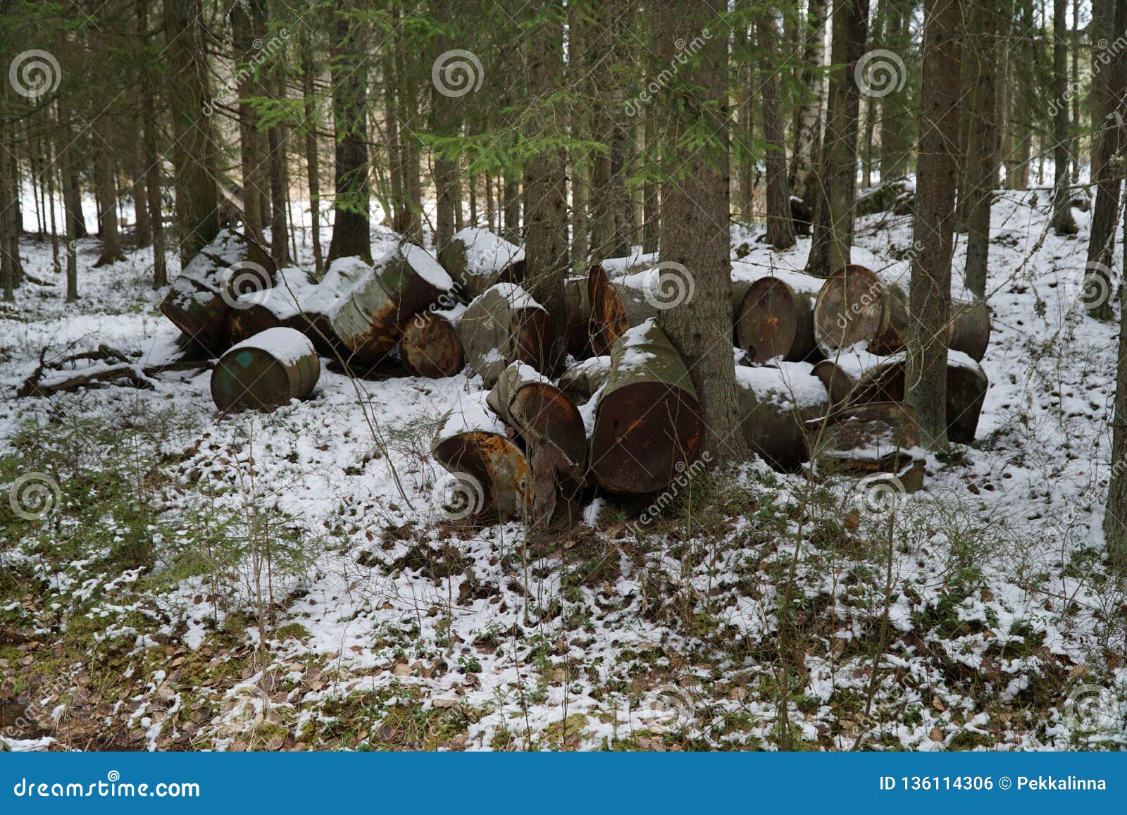 Empty barrels in forest stock photo. Image of left, barrels - 136114306