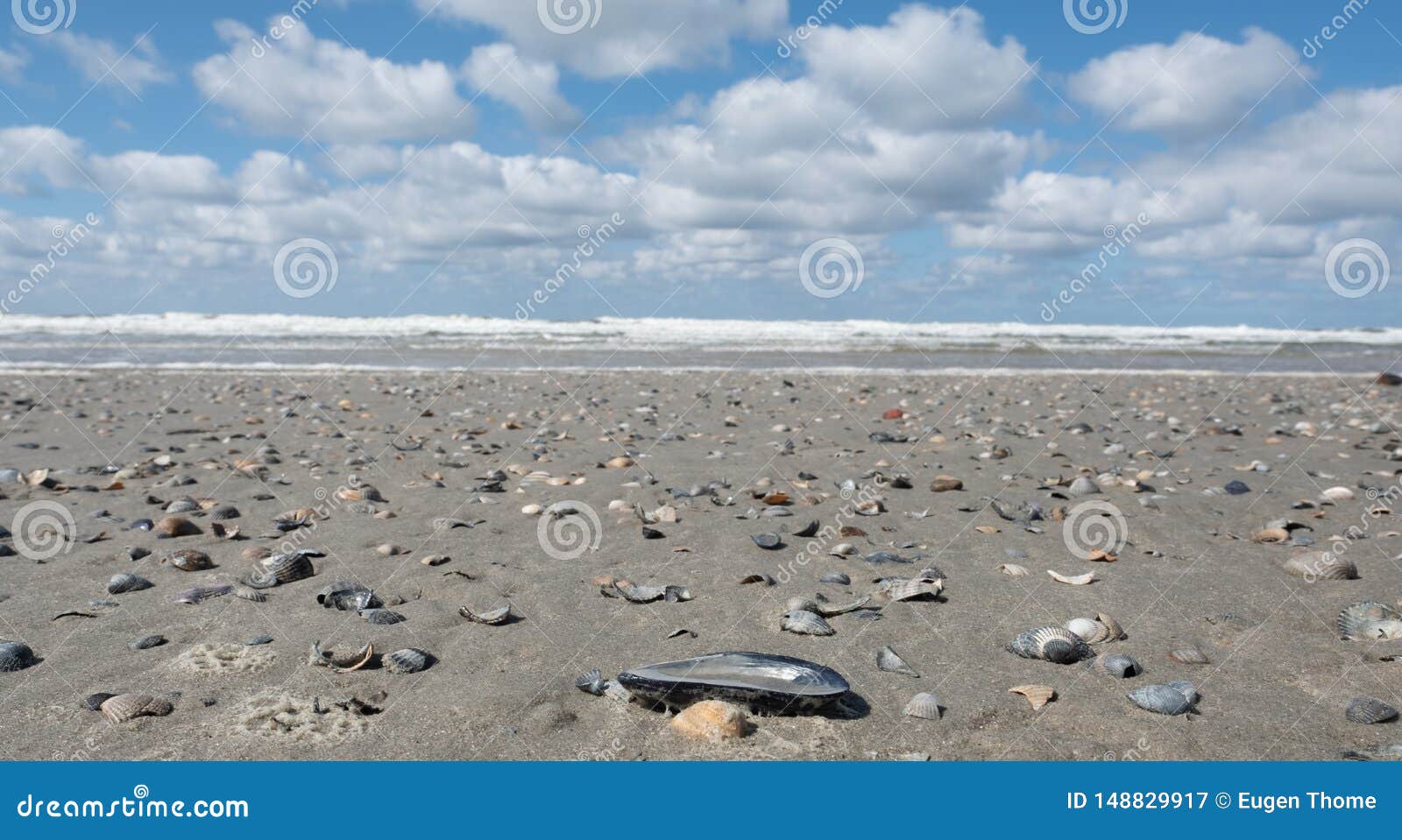 Shell beach stock image. Image of shells, lonely, shell - 148829917