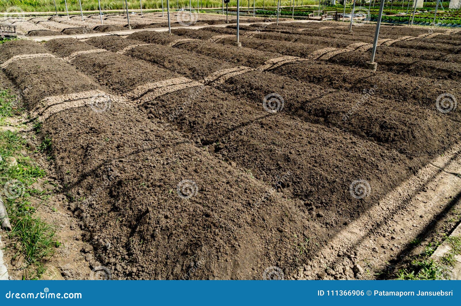 Empty Bed of vegetables stock photo. Image of environmental - 111366906