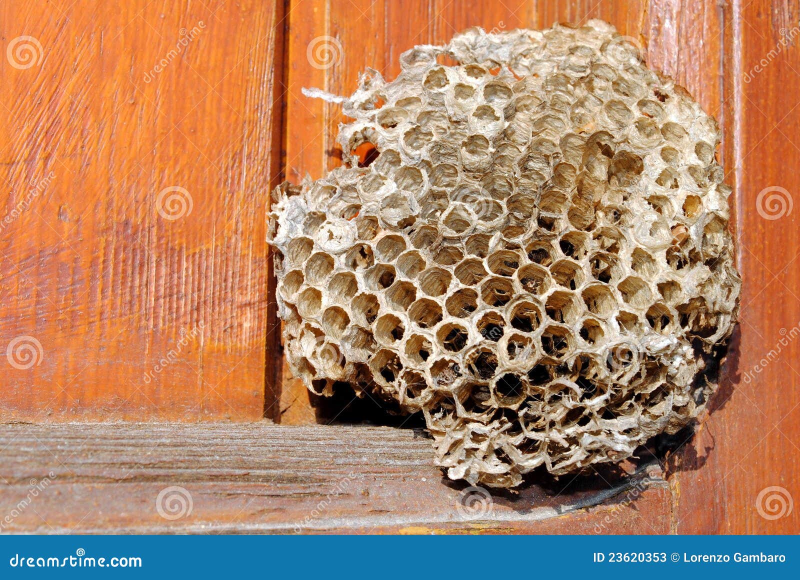 Empty bee hive stock image. Image of house, infestation - 23620353 Empty bee hive stock image. Image of house, infestation - 23620353