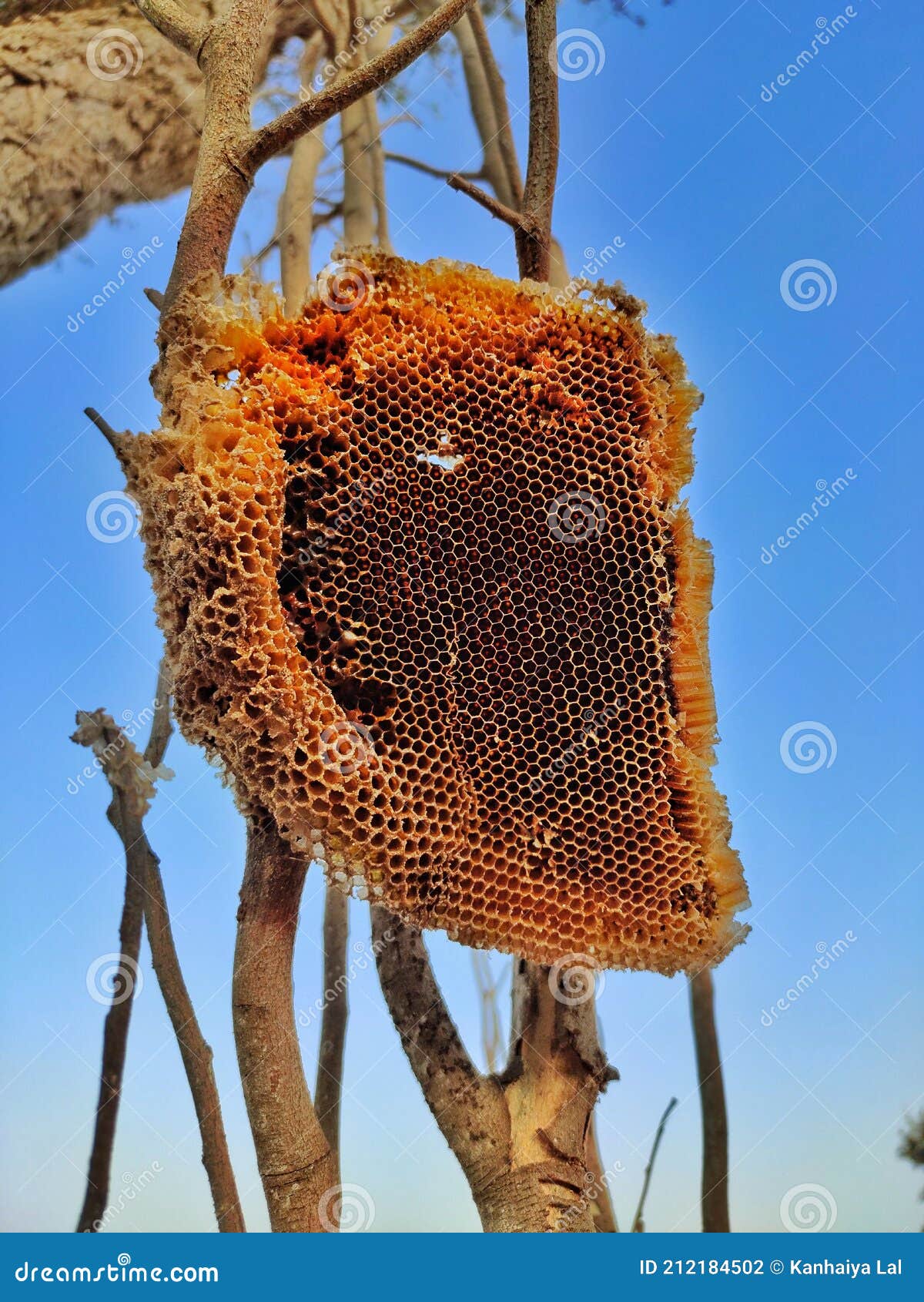 Empty Bee Hive with Beautiful Blue Sky Background Stock Photo - Image ...