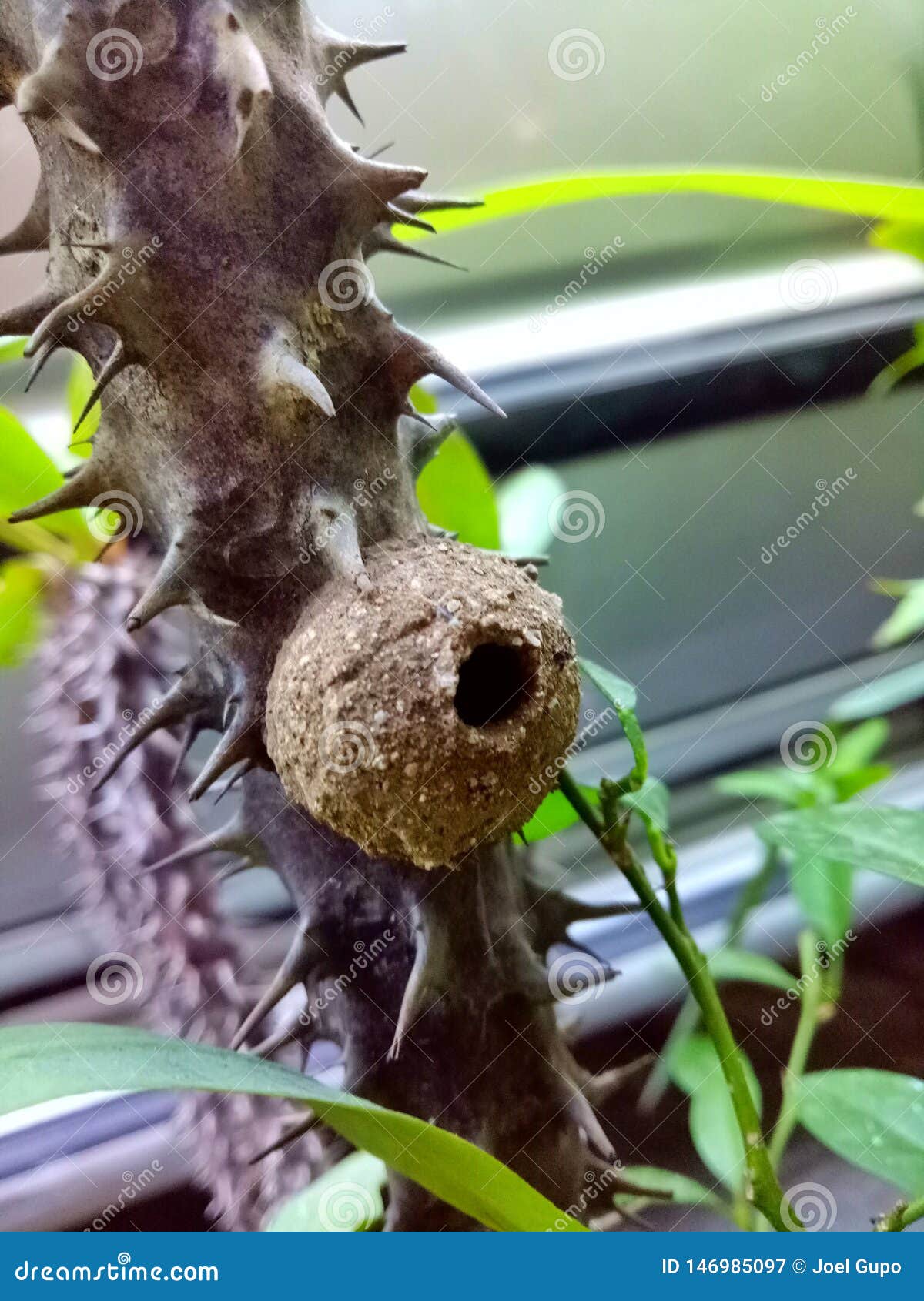 An empty bee hive stock image. Image of empty, hive - 146985097