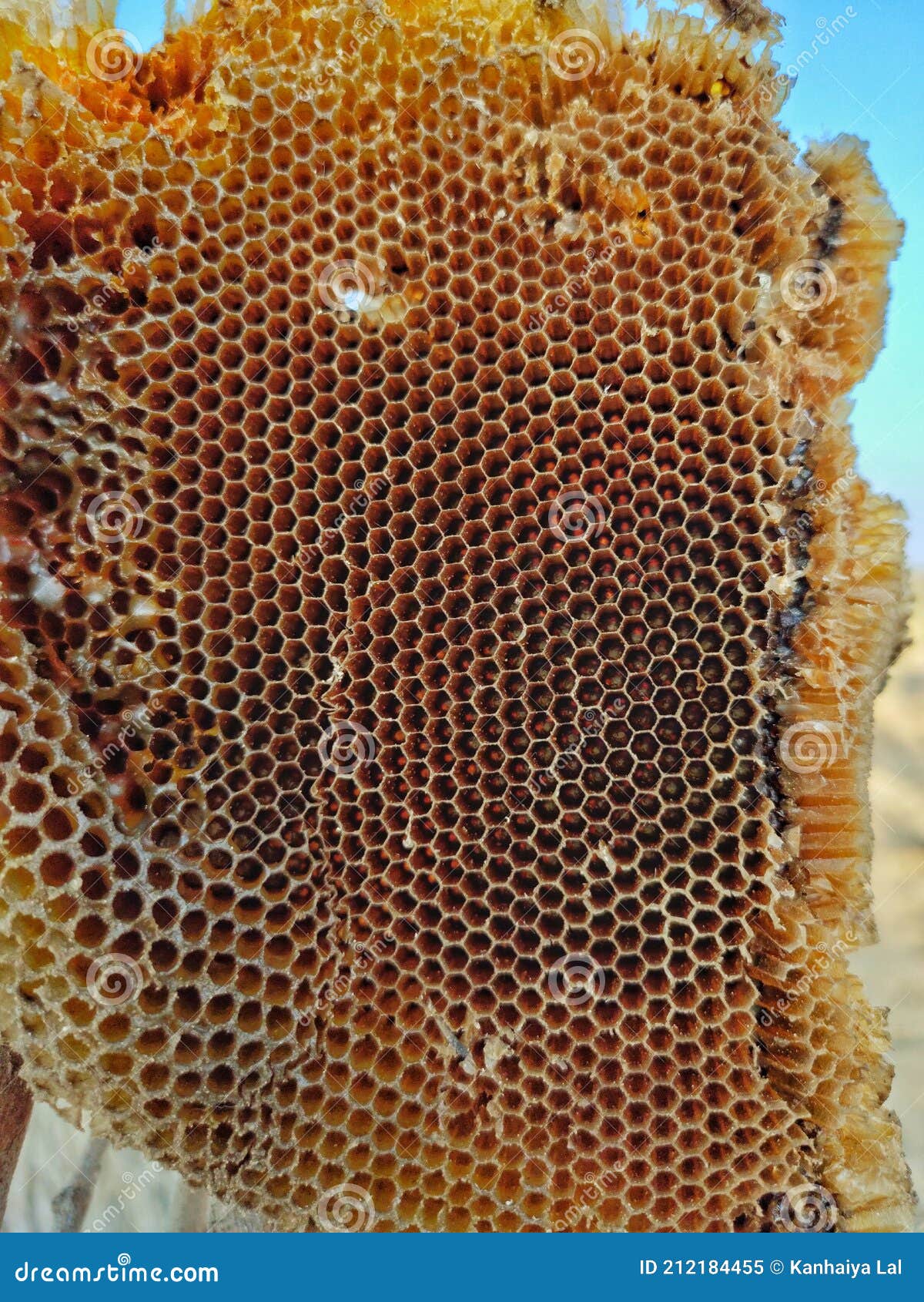 Empty bee hive ,honey stock image. Image of empty, hive - 212184455