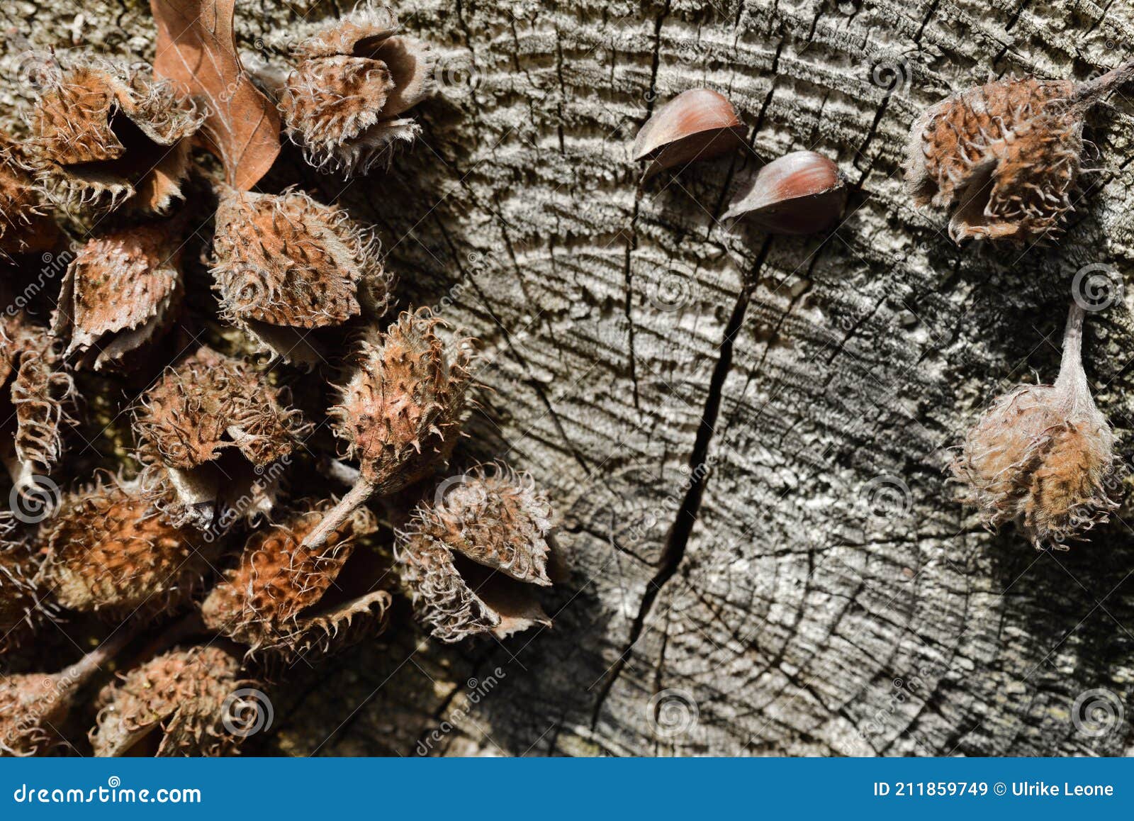 Empty Beech Seed Pods, so-called Bucheggern, Lie on a Monochrome Tree ...