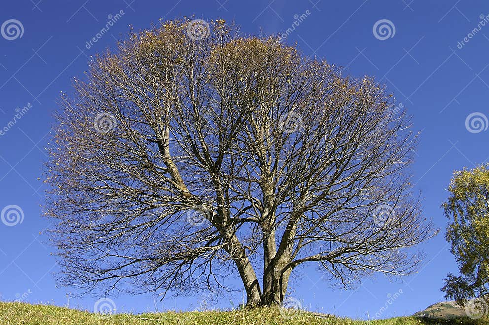 Empty Beech Tree stock photo. Image of empty, fall, used - 4200866