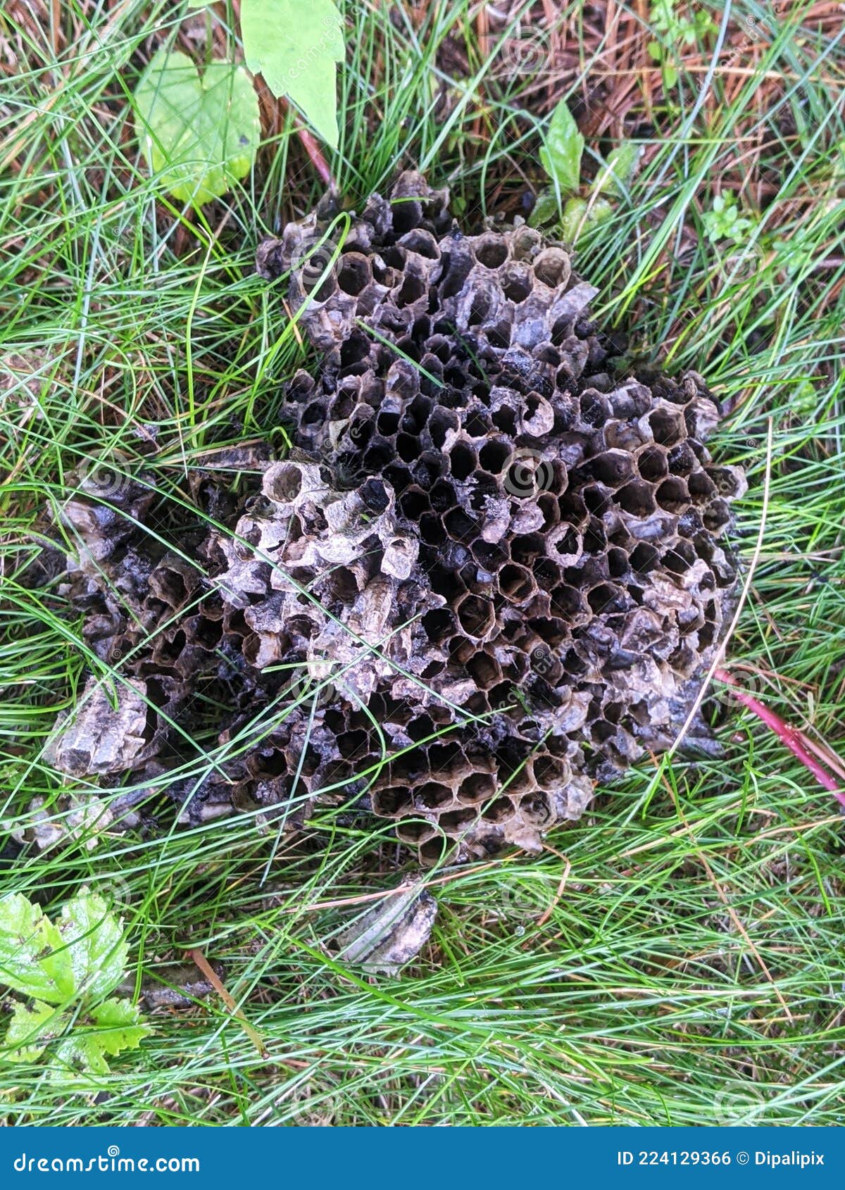 Empty Beehive Fallen in the Grass Stock Photo - Image of gold, apiary ...