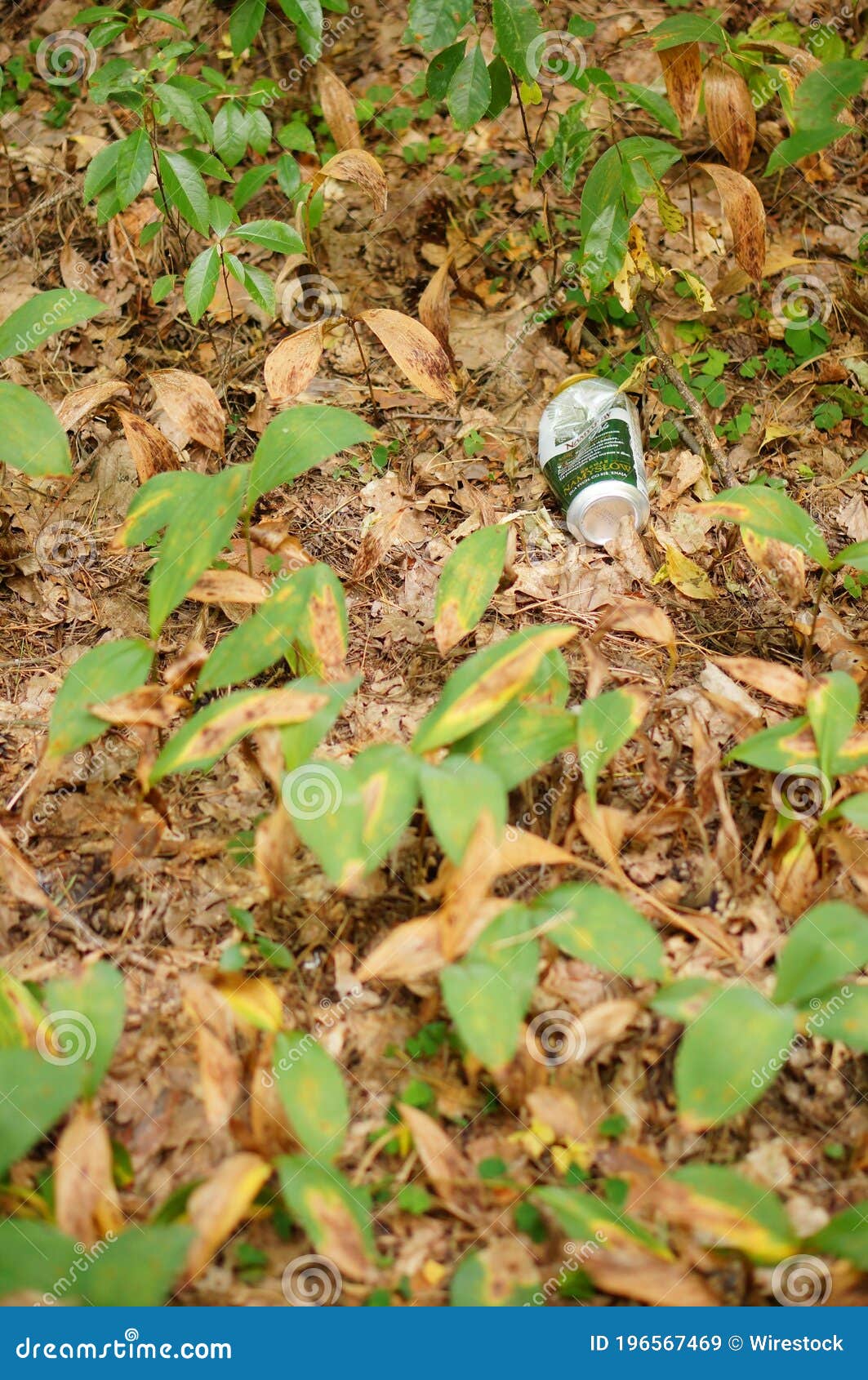 Beer Can Laying on the Ground Editorial Stock Image - Image of outside ...