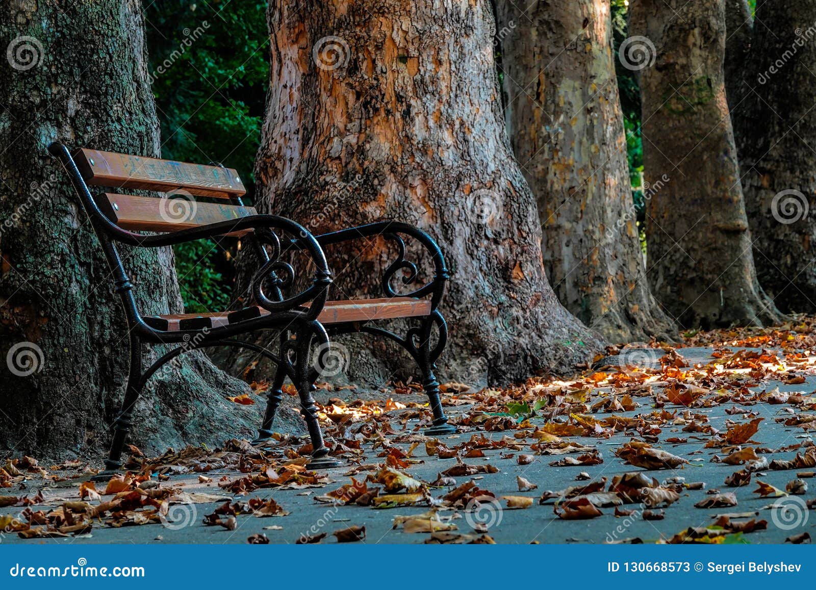 An Empty Bench Against the Backdrop of Thick Tree Trunks. Stock Image ...