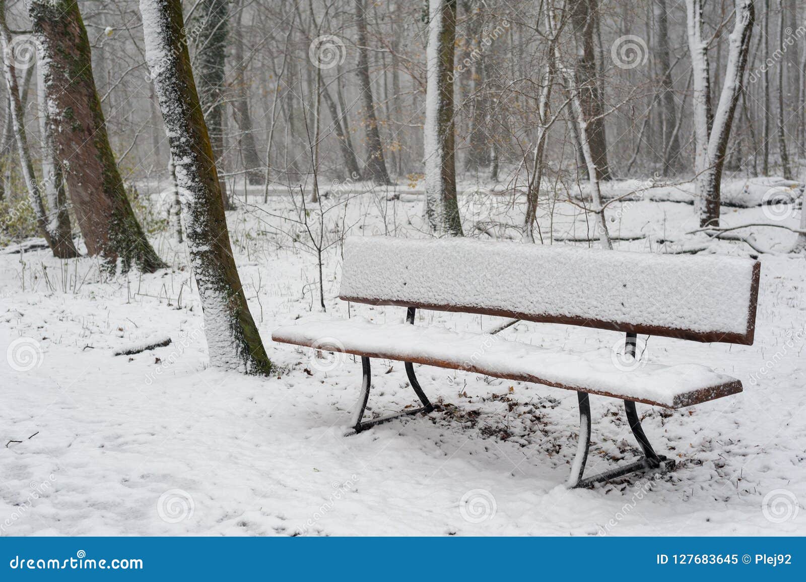 Empty Bench in the Forest Under the Snow in Winter Stock Image - Image ...