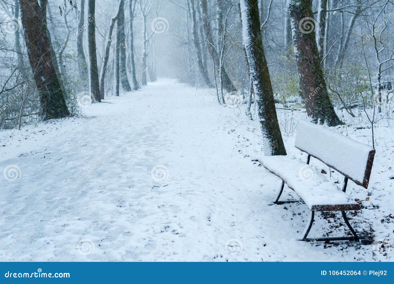 Empty Bench in the Forest Under the Snow in Winter Stock Photo - Image ...