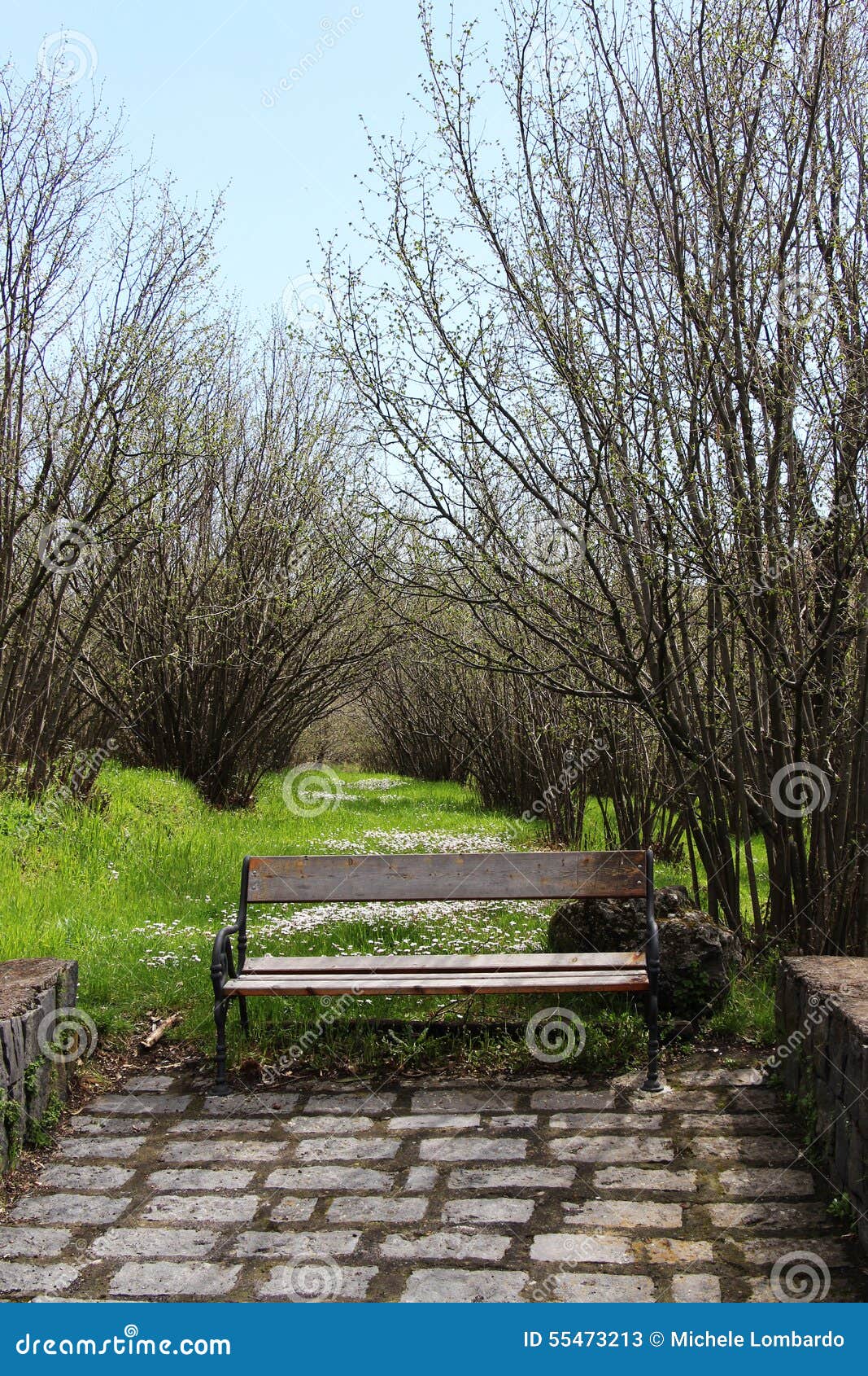 Empty Bench and Lonely, Against the Trees Stock Image - Image of ...