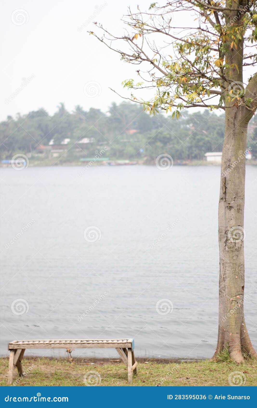 Empty Bench and a Tree beside it, with Lake Water in the Background ...