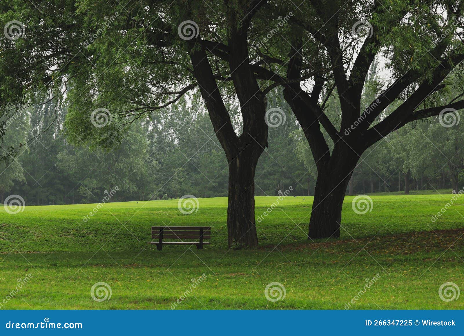 Empty Bench beside the Tree in the Park with Green Grass Stock Image ...