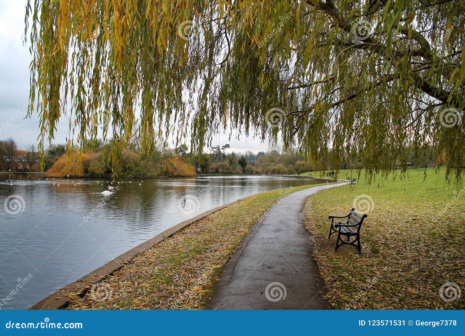 Empty Park Bench Under Willow Tree with Footpath and Lake Stock Image ...